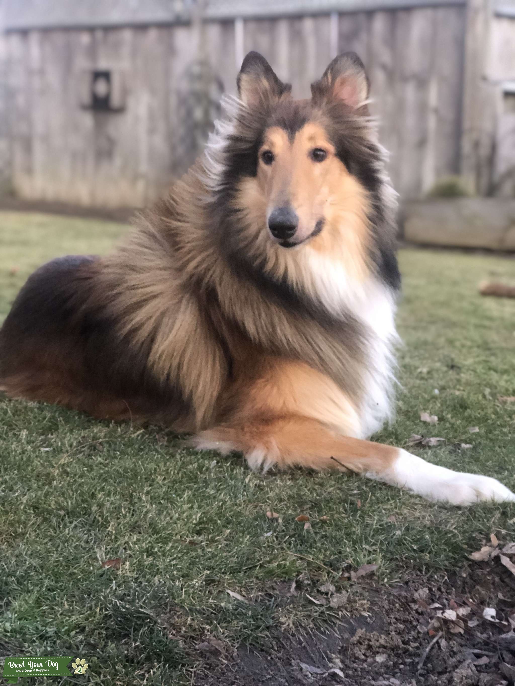 Sable Rough Collie - Stud Dog in Niagara, the United States | Breed ...