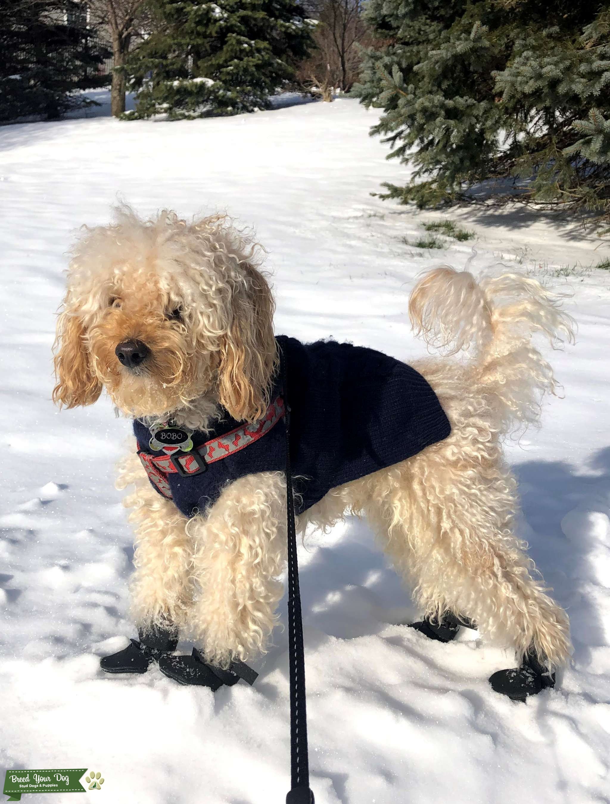 Miniature Poodle Beige - Stud Dog in Central Jersey, United States ...