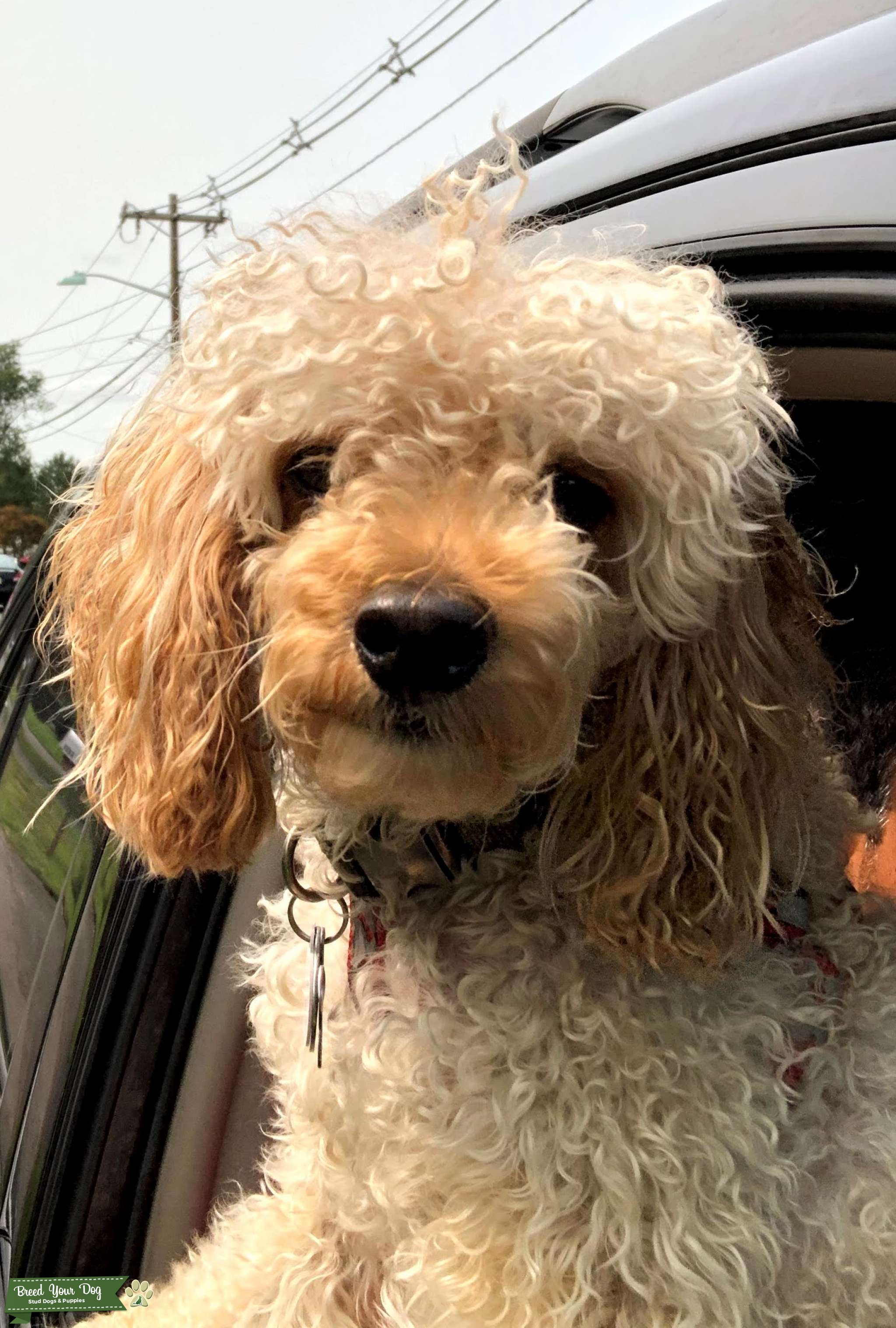 Miniature Poodle Beige - Stud Dog in Central Jersey, United States ...
