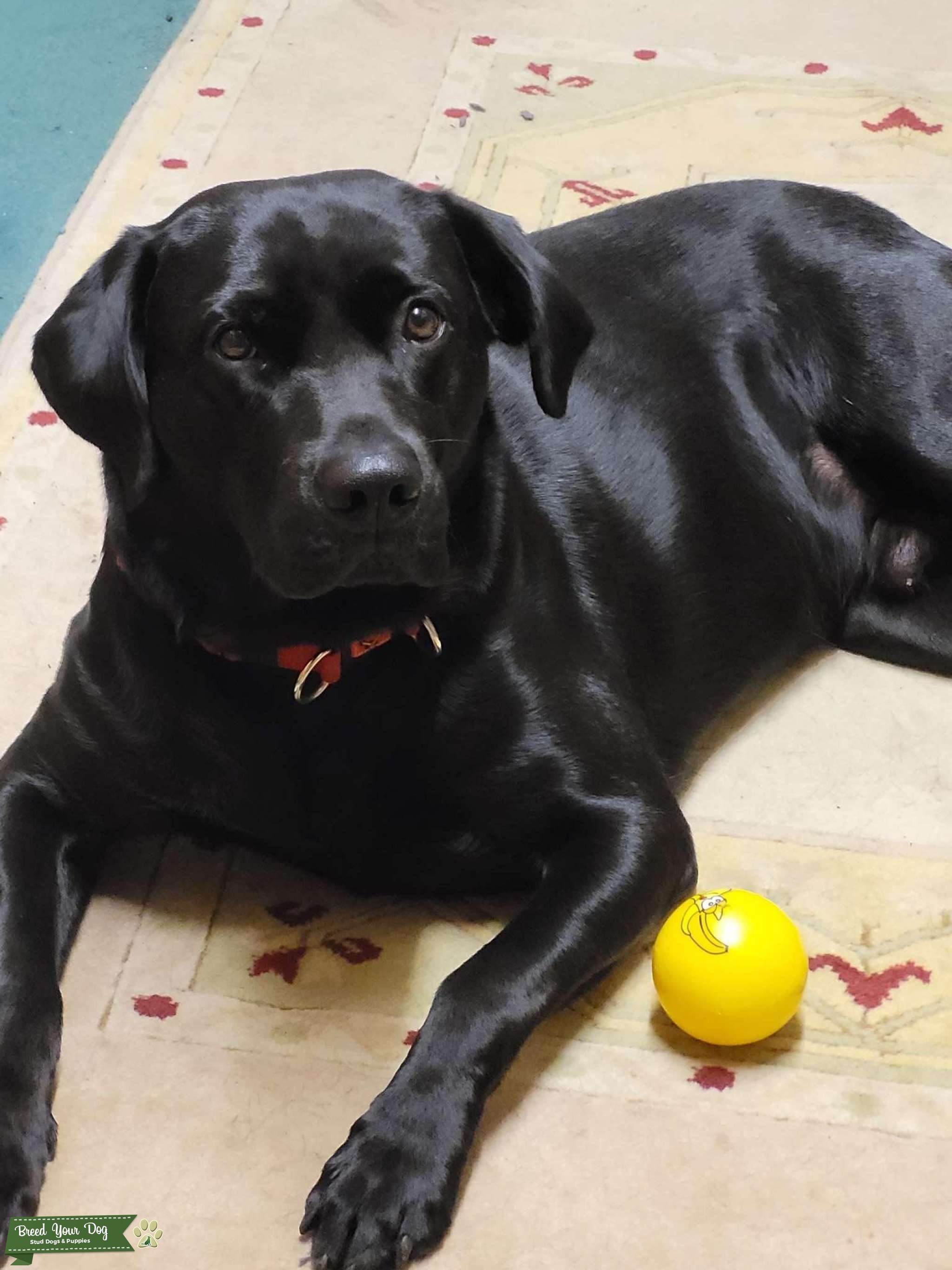 black labrador - Stud Dog in northamtonshire, the United States | Breed ...