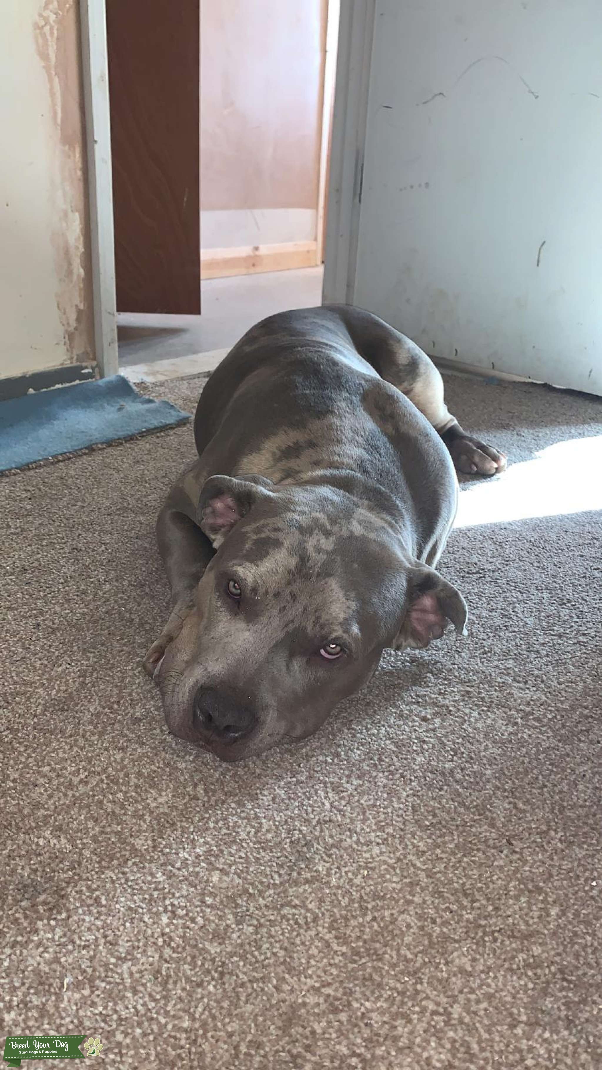 AMERICAN XL BULLY Merle - Stud Dog in Nottingham, the United States ...