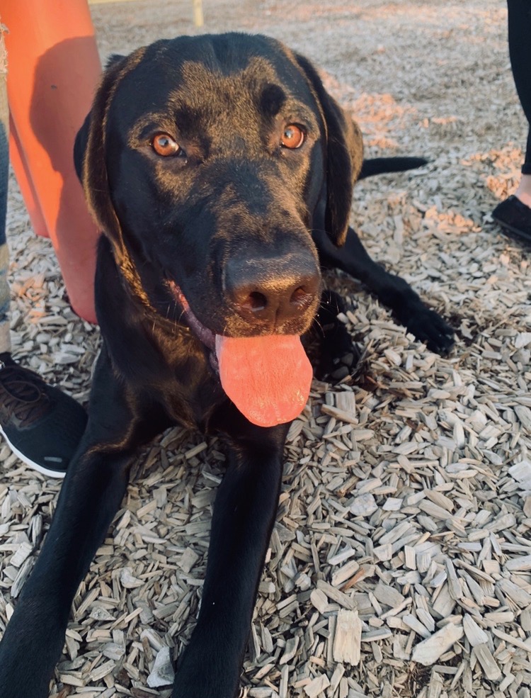 Purebred Lab - Stud Dog in Vancouver Wa , United States | Breed Your Dog