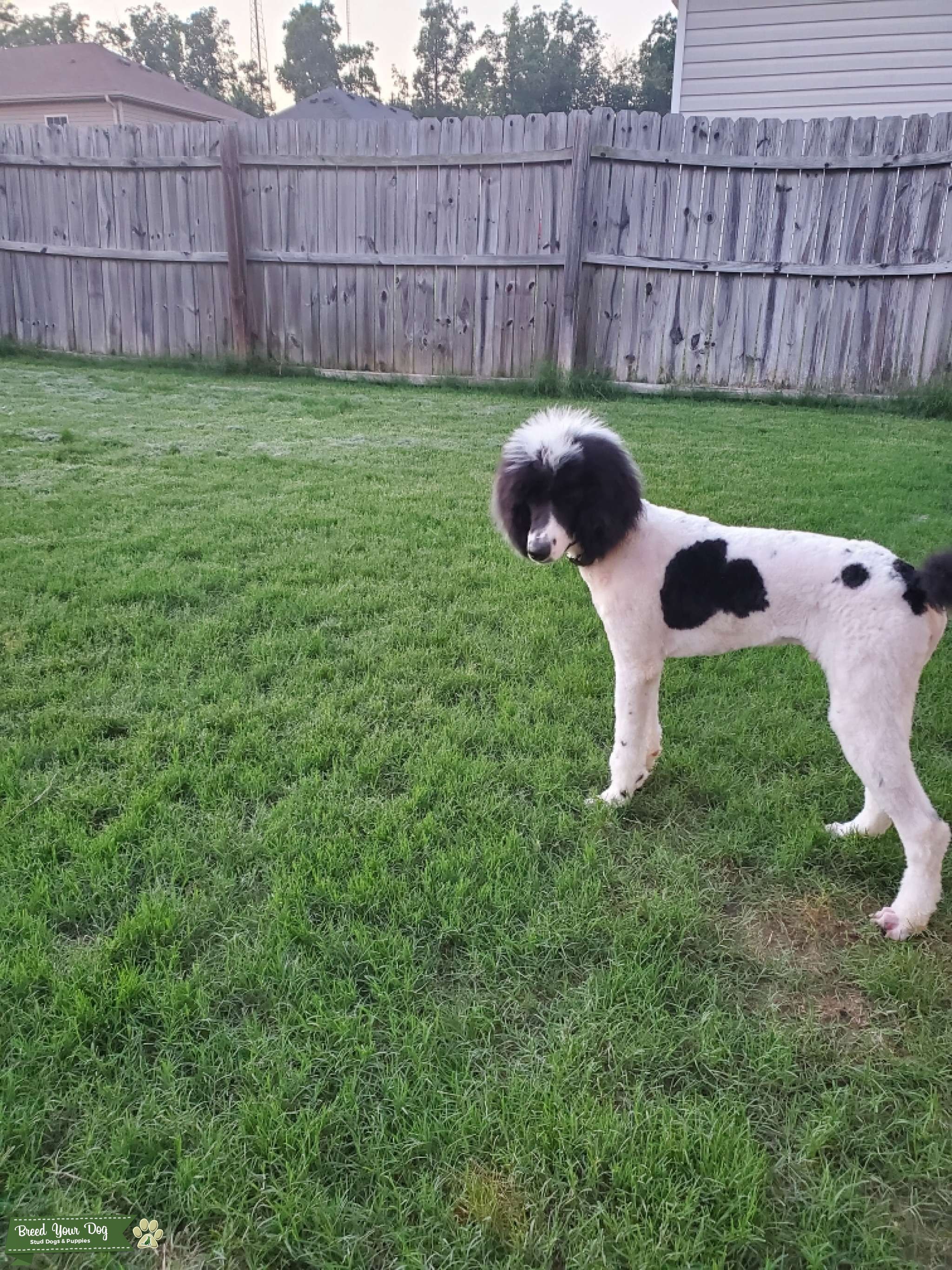 Black & white standard parti poodle - Stud Dog in Benton, Arkansas ...