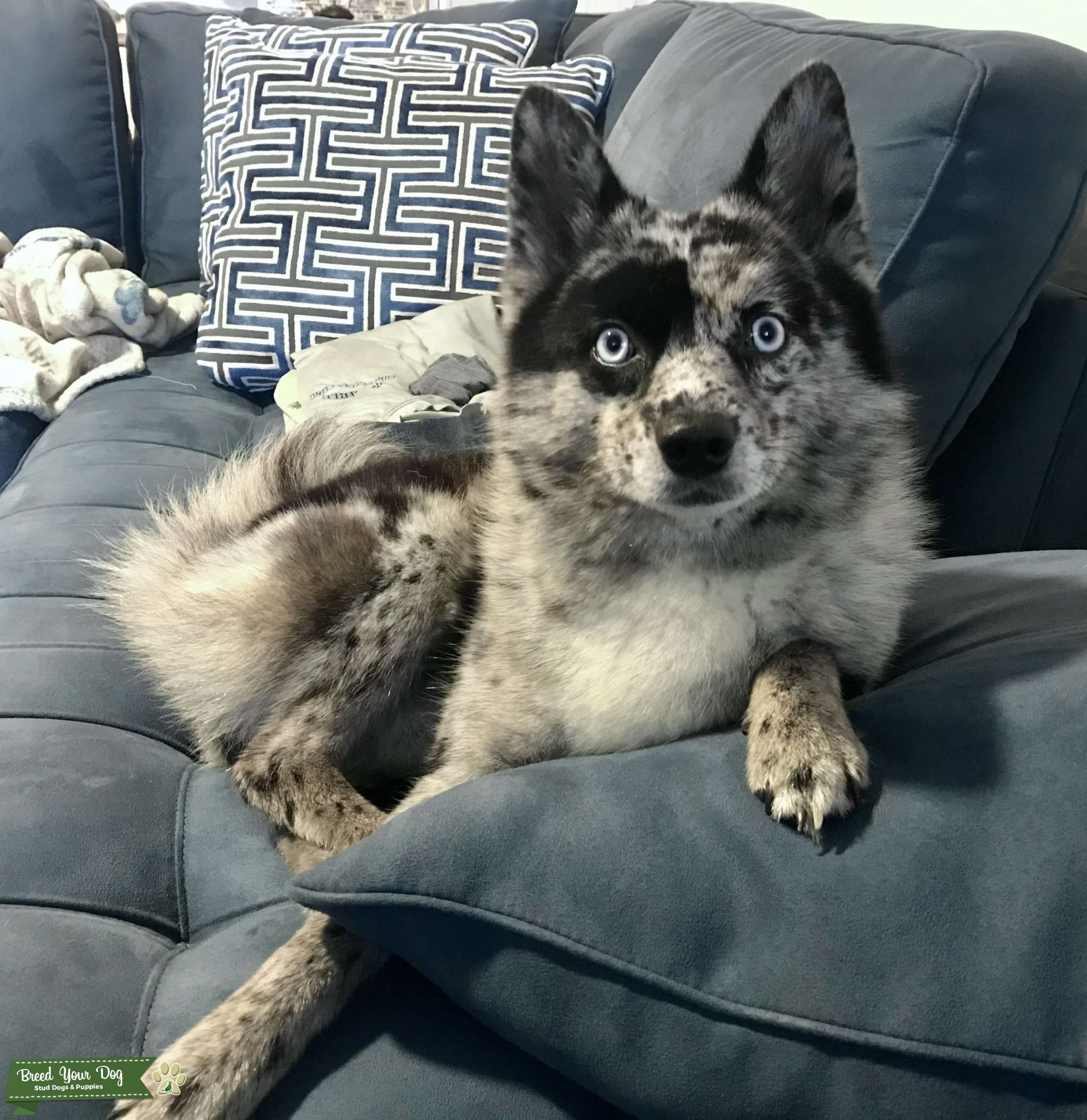 2 year 9 Month Blue Merle 2nd Gen Pomsky - Stud Dog in Florida, United ...