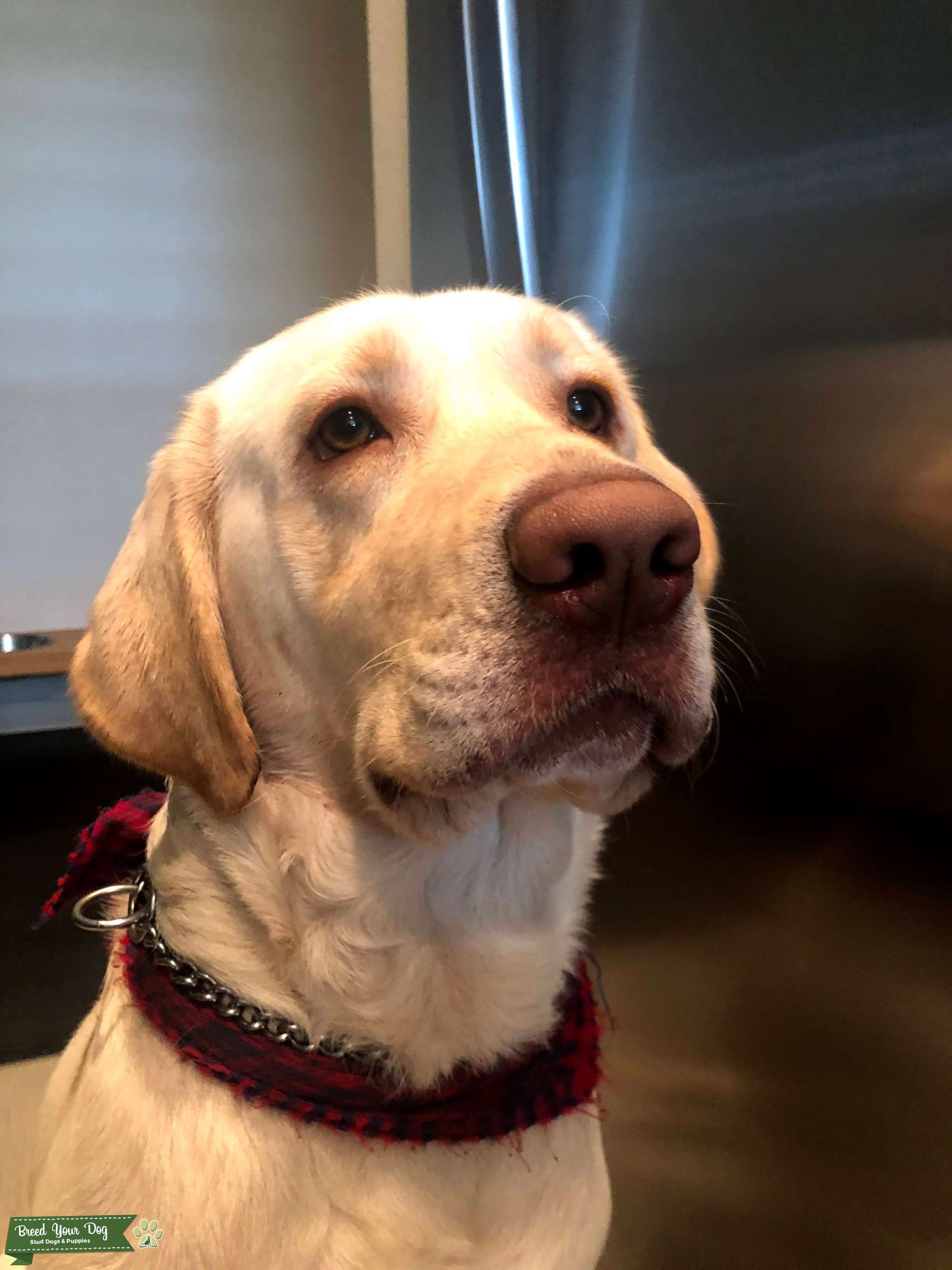 White Dudley Labrador Male Looking for Female to Breed - Stud Dog Tampa ...