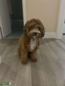 Stud Dogs and Puppies | Find a Stud Dog | Breed Your Dog