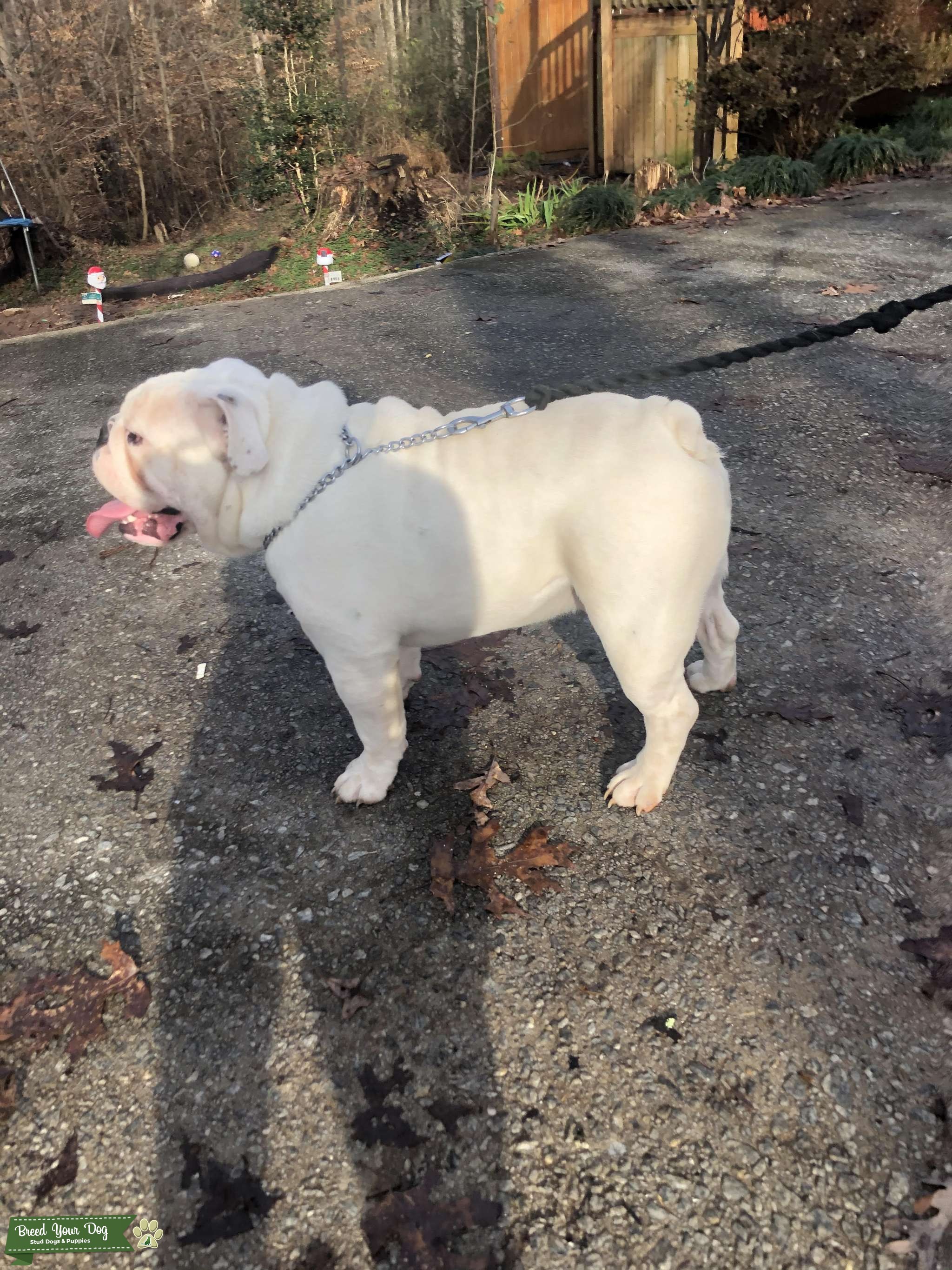 Akc English Bulldog Stud Sire Akc Champion - Stud Dog Georgia - Breed ...