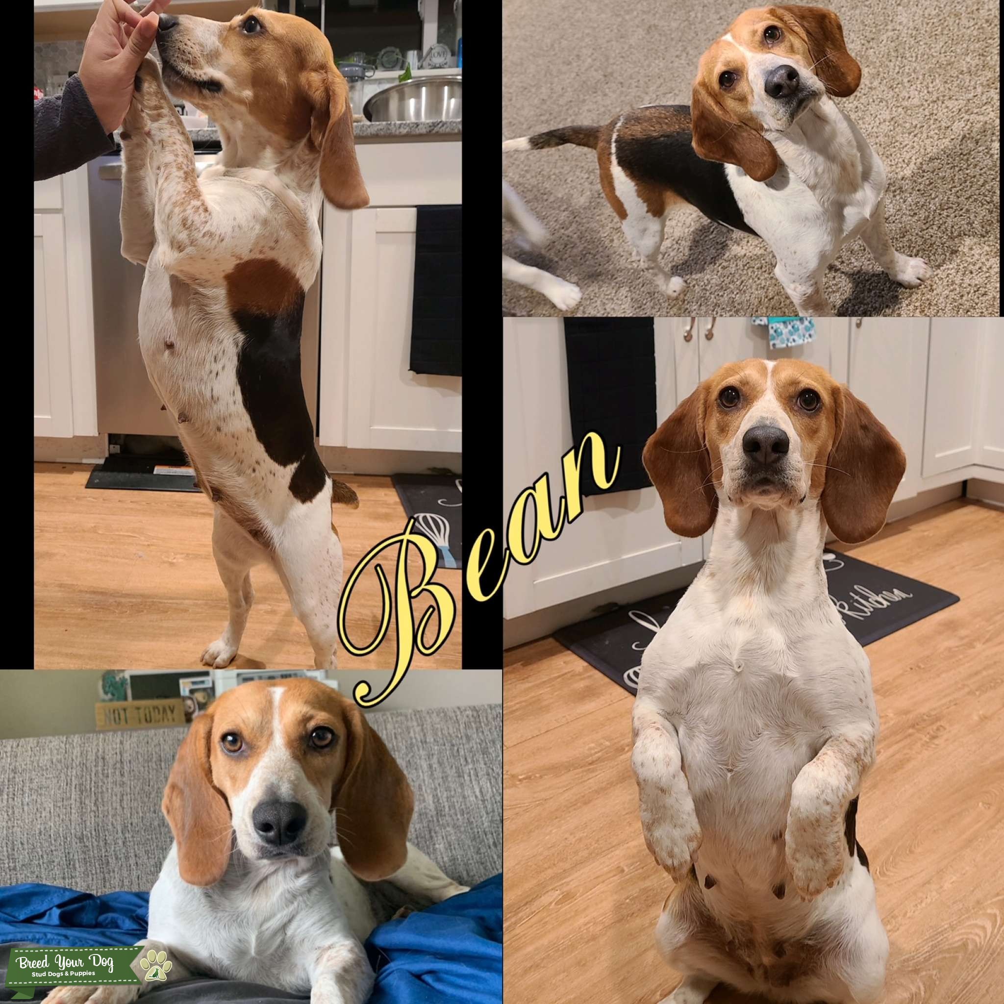 Tri Color Beagle looking for stud - Stud Dog in CO, the United States ...