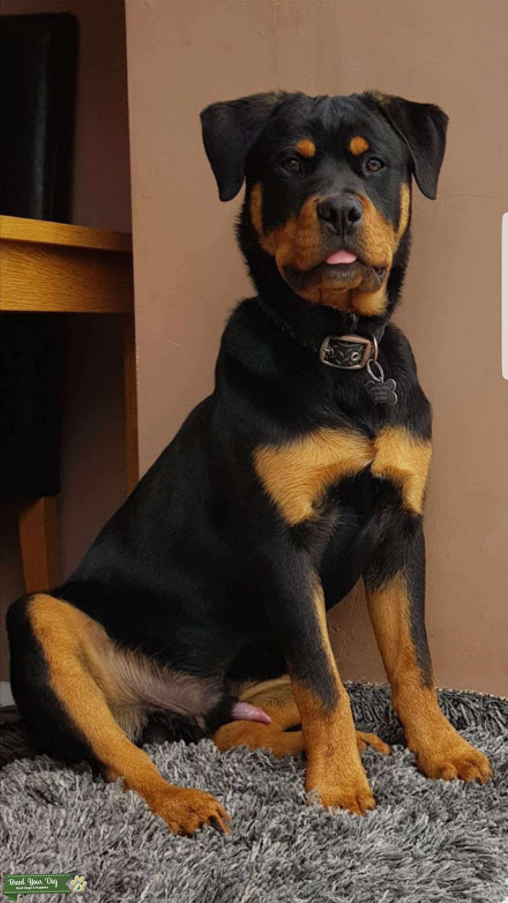 Proven Rottweiller stud Hertfordshire - Stud Dog in Hertfordshire, the ...