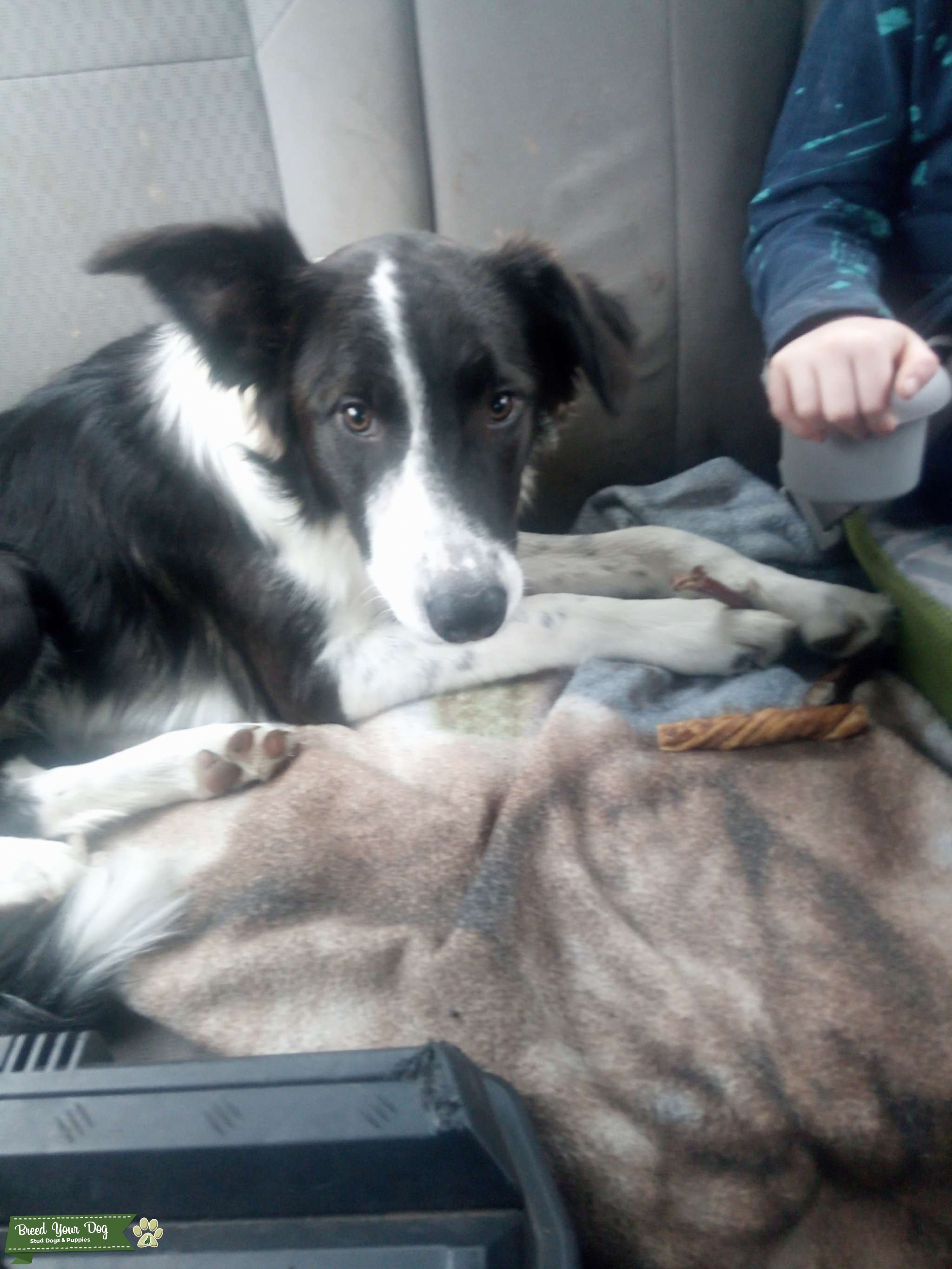 Purebred Border Collie - Stud Dog in WA, the United States | Breed Your Dog