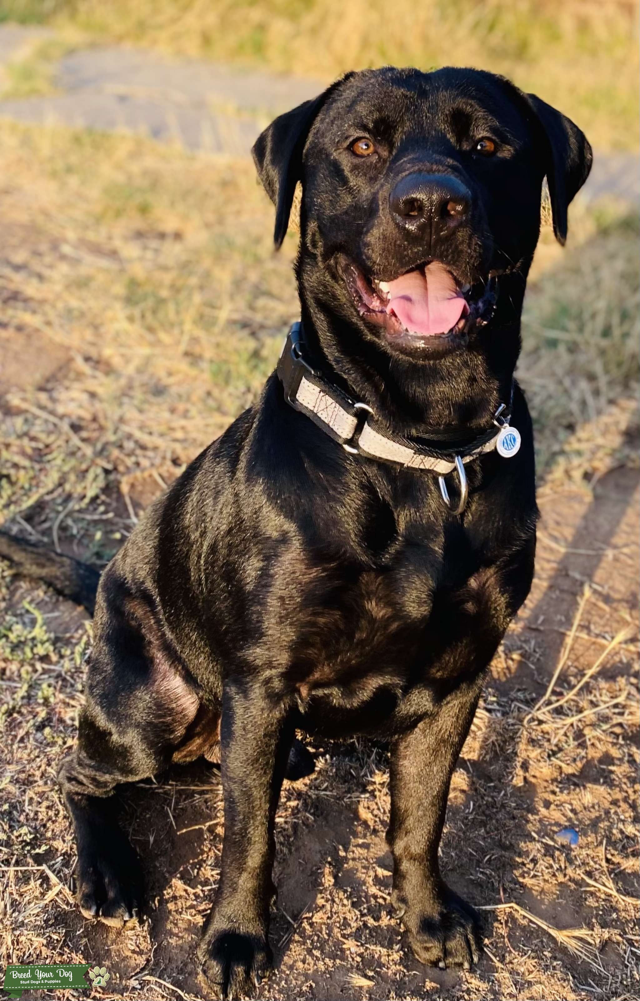 Black Labrador Stud - Stud Dog San Diego - Breed Your Dog