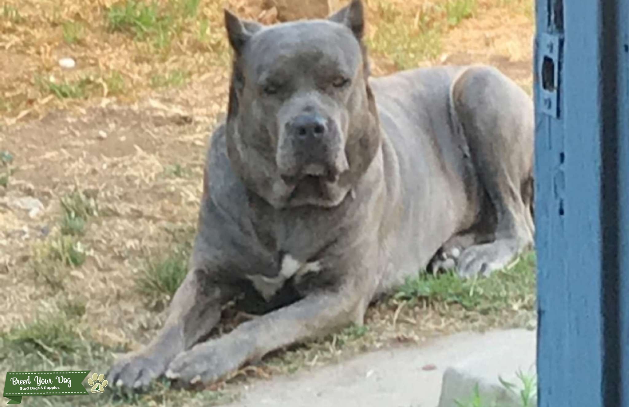 Blue Brindle Cane Corso - Stud Dog in La mesa, United States | Breed ...
