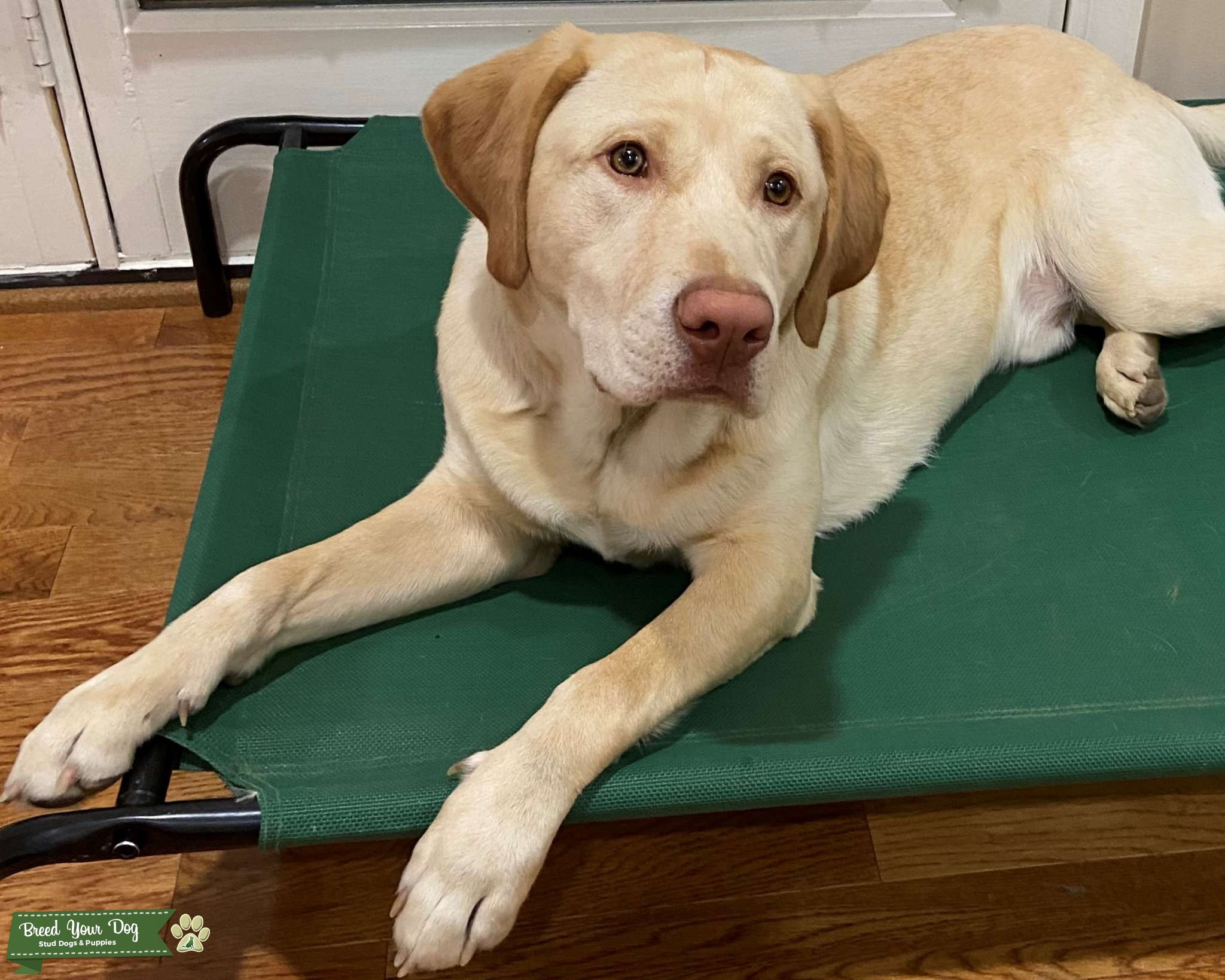 Yellow Labrador Retriever - Stud Dog in Virginia, the United States ...