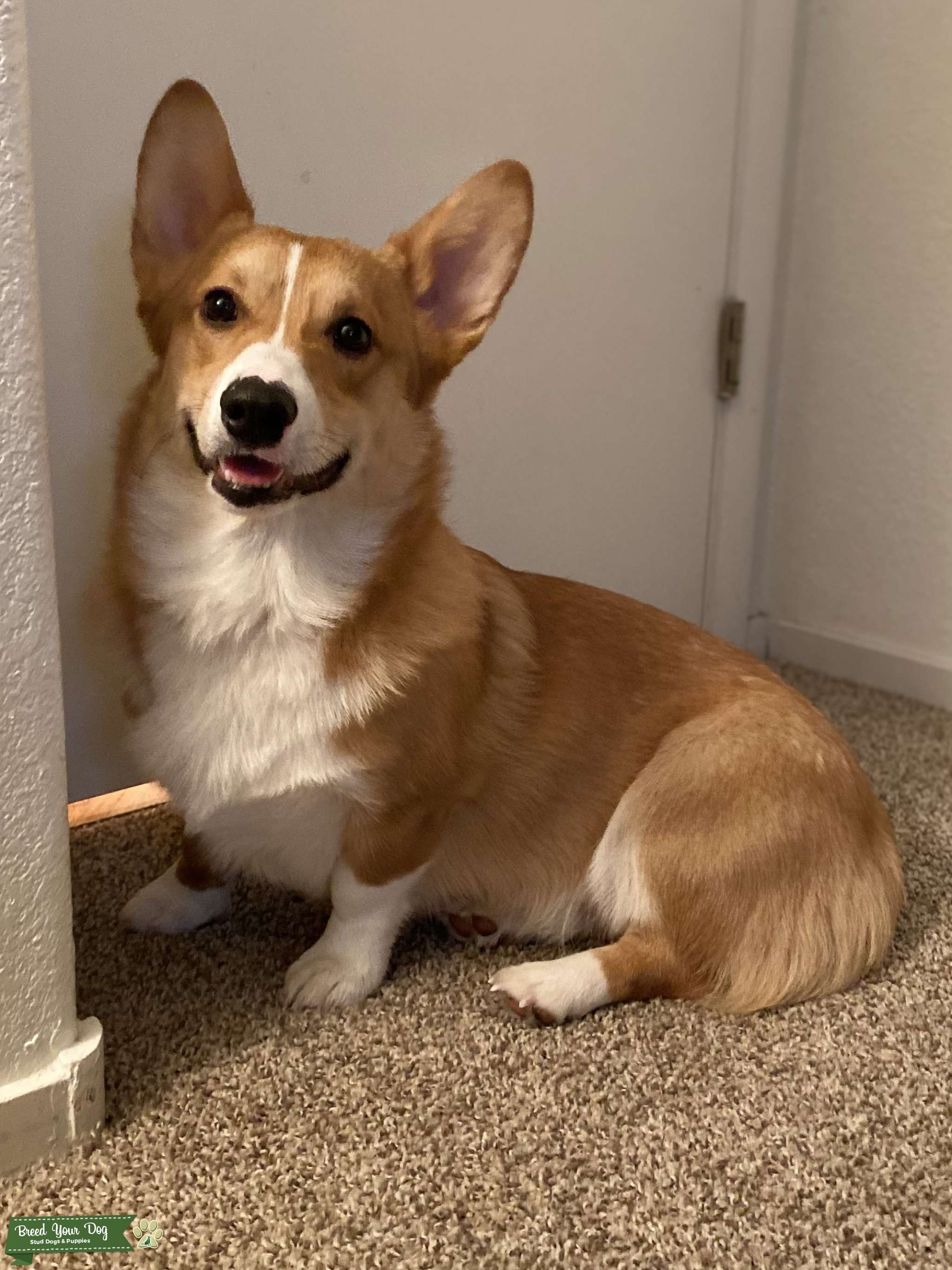 Pure Pembroke Corgi Stud looking for female - Stud Dog in Las Vegas, NV ...