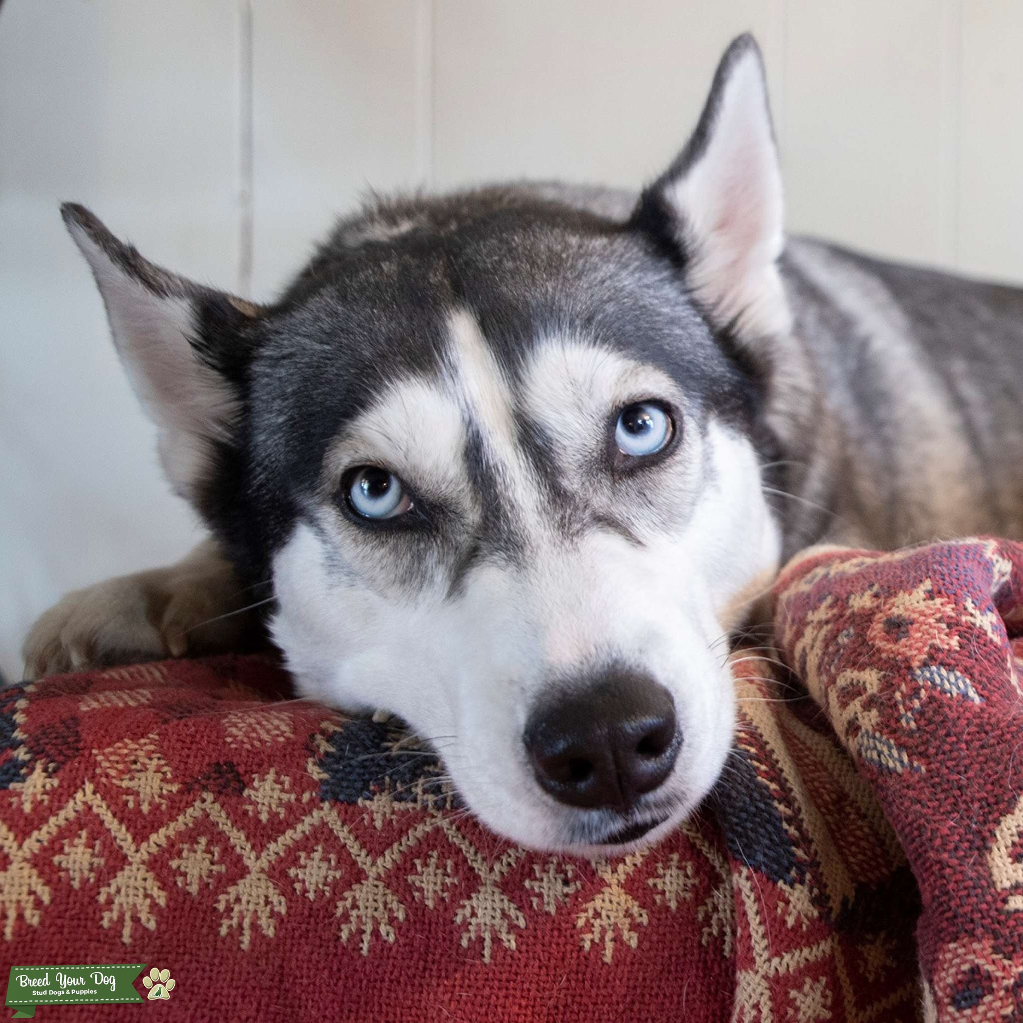 AKC Registered Blue Eyed Siberian Husky - Stud Dog in South Carolina ...