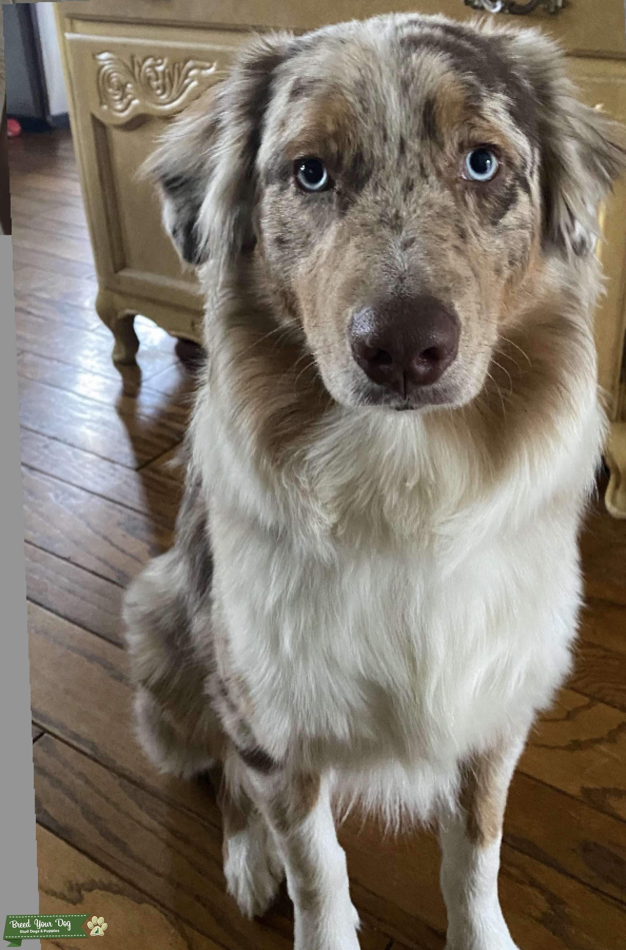 Red Merle Stud looking for Tri colored female - Stud Dog in New Jersey ...