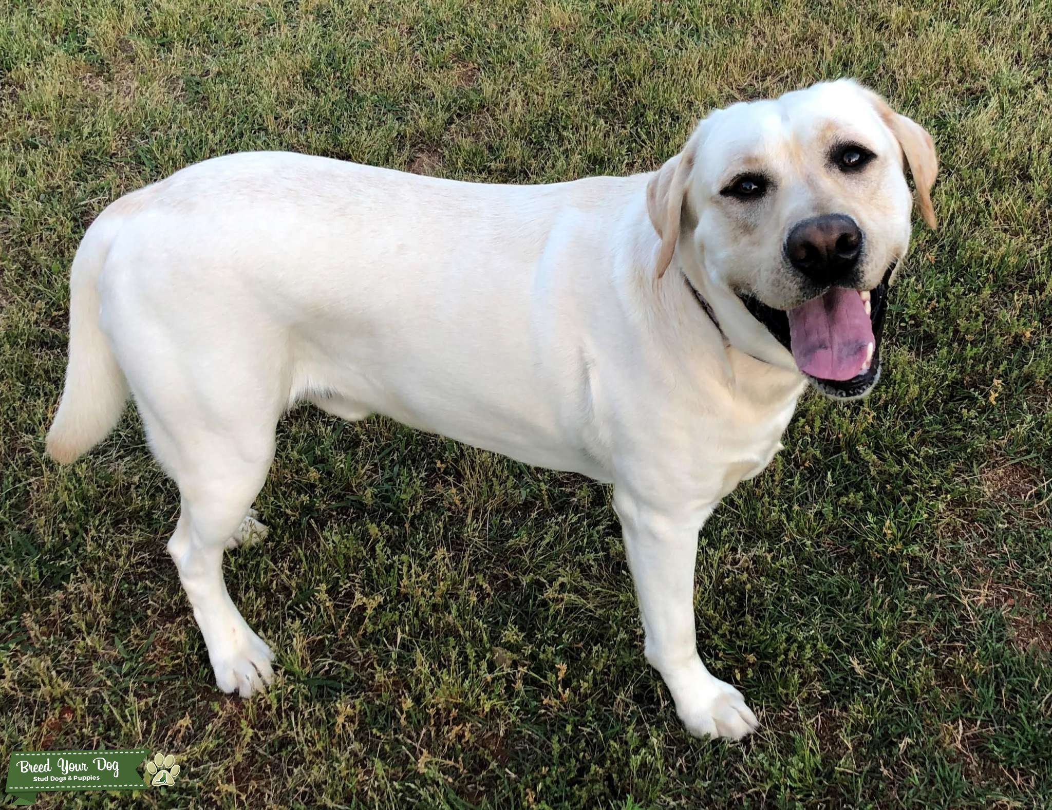 White Yellow Lab - Stud Dog in Greenville, United States | Breed Your Dog