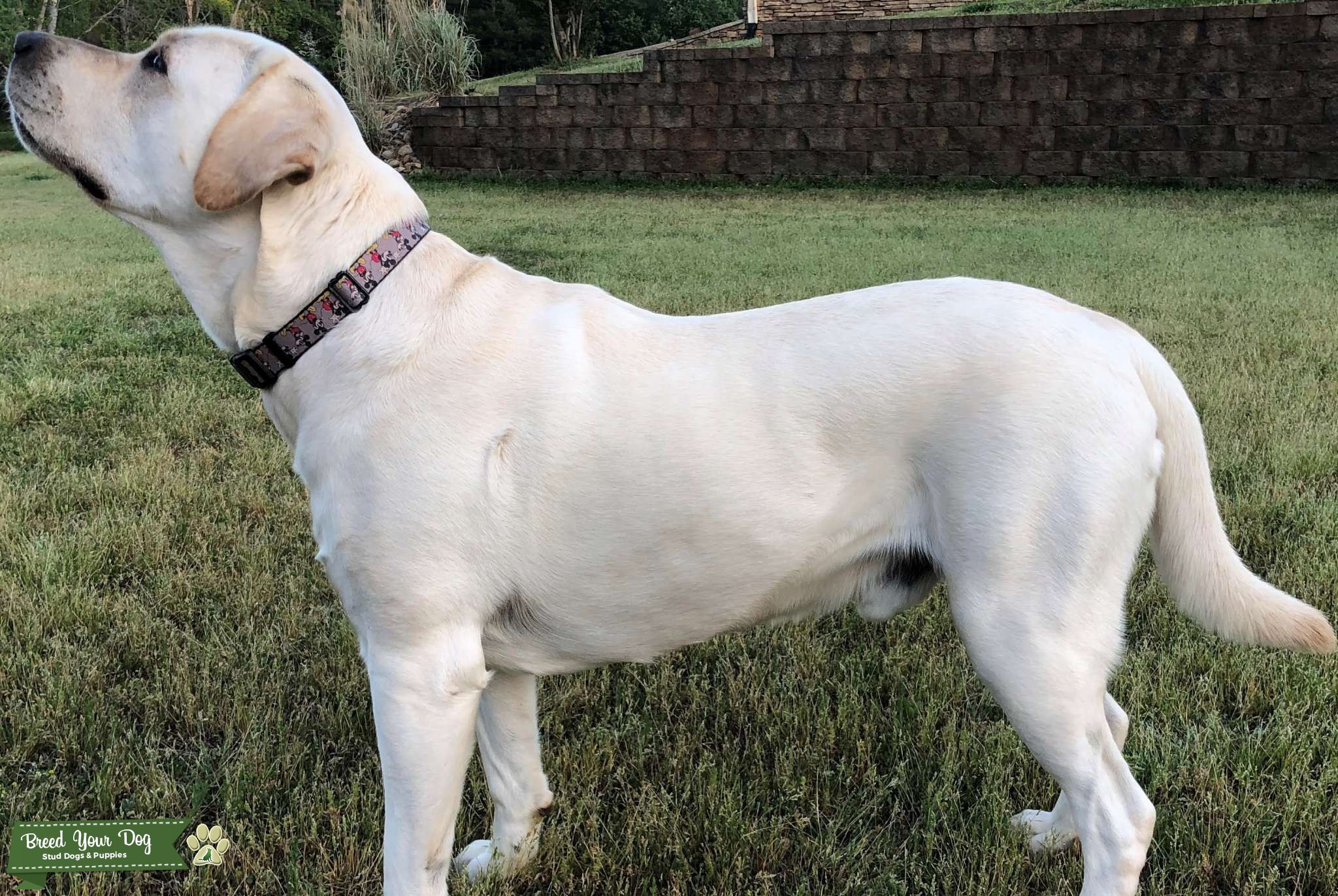 White Yellow Lab - Stud Dog in Greenville, United States | Breed Your Dog