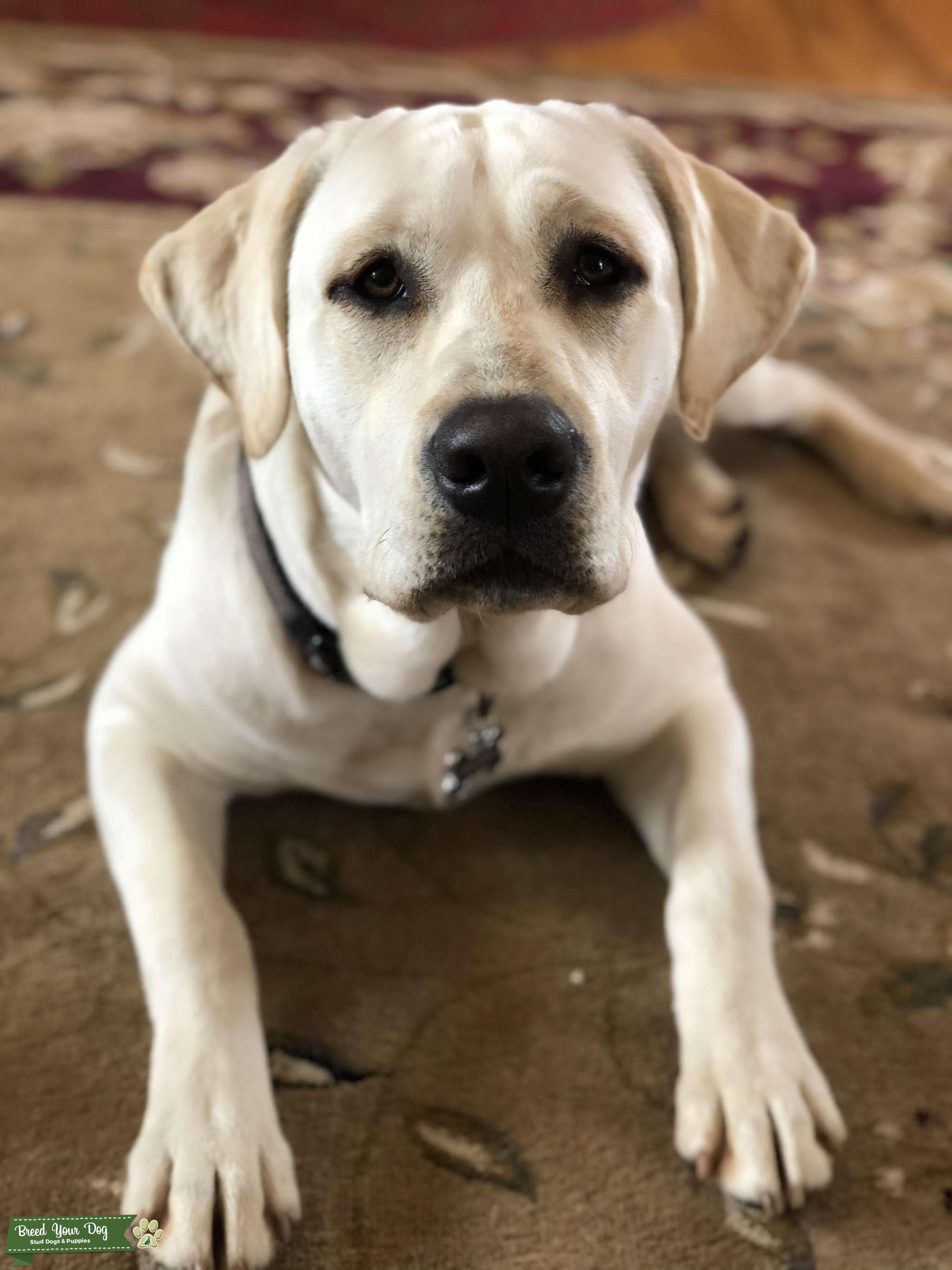 White Yellow Lab - Stud Dog in Greenville, United States | Breed Your Dog