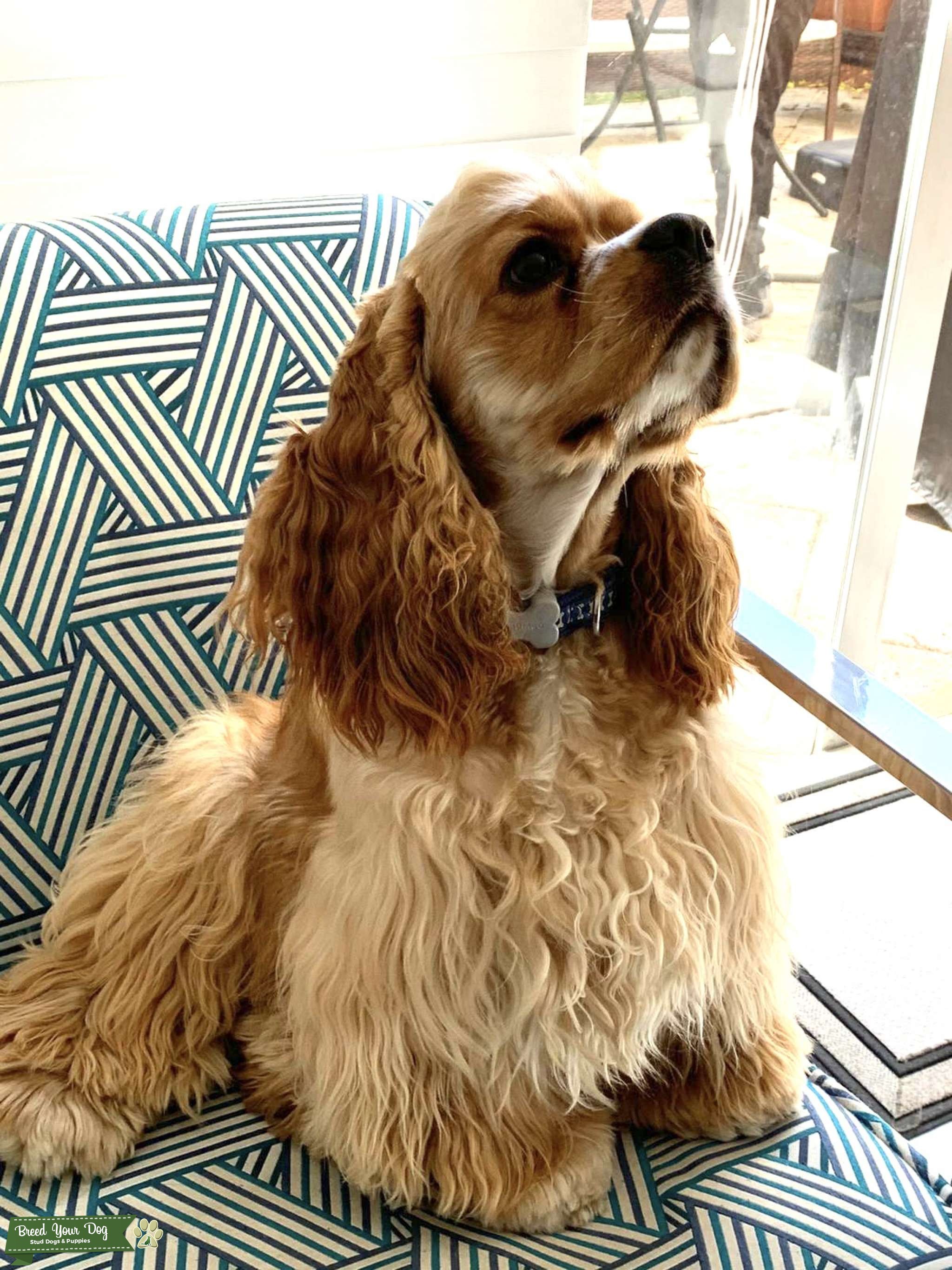 AKC Male Buff American cocker spaniel - Stud Dog in Fl, the United ...