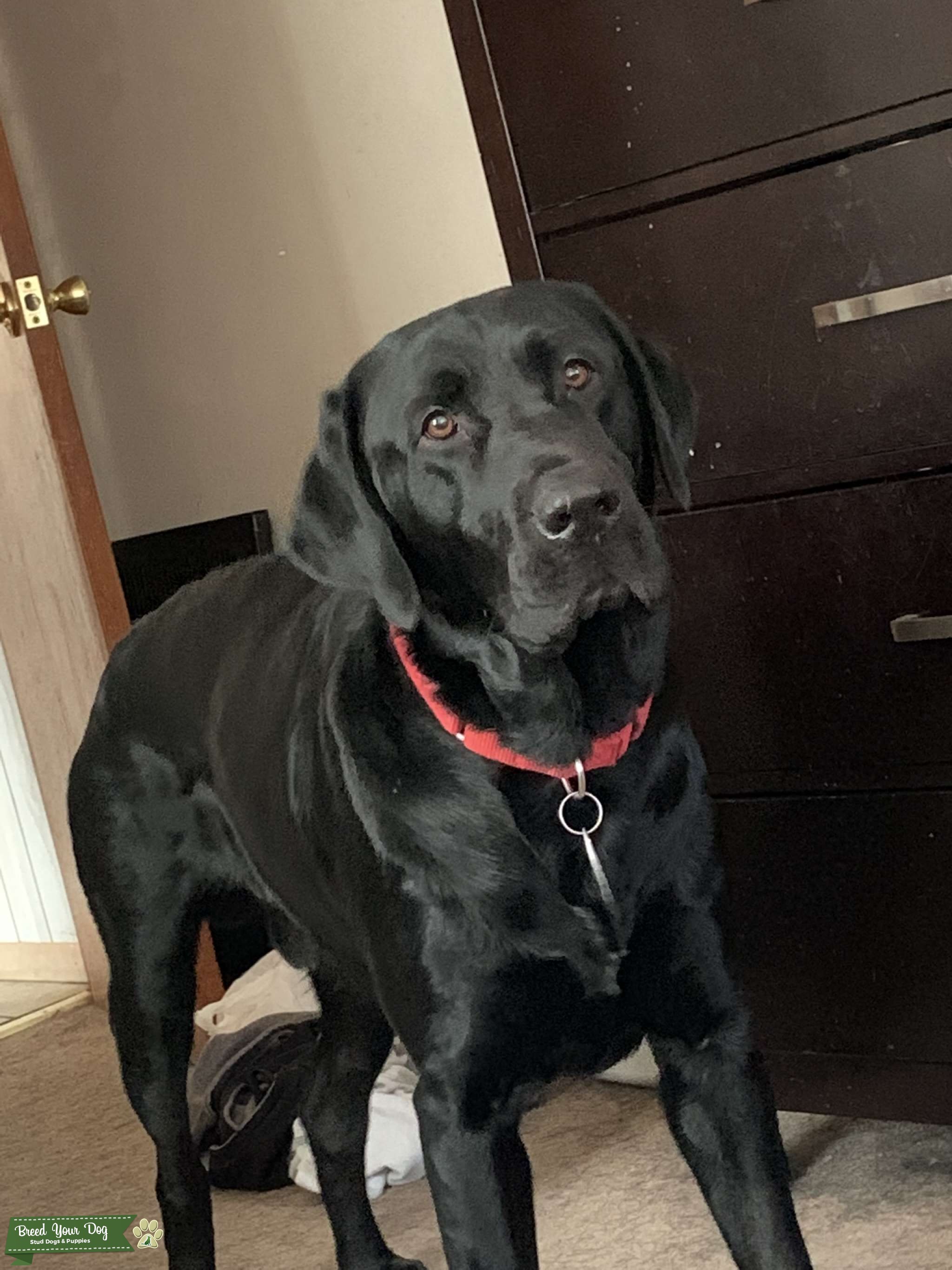 English Labrador stud - Stud Dog in Midwest , Mexico | Breed Your Dog