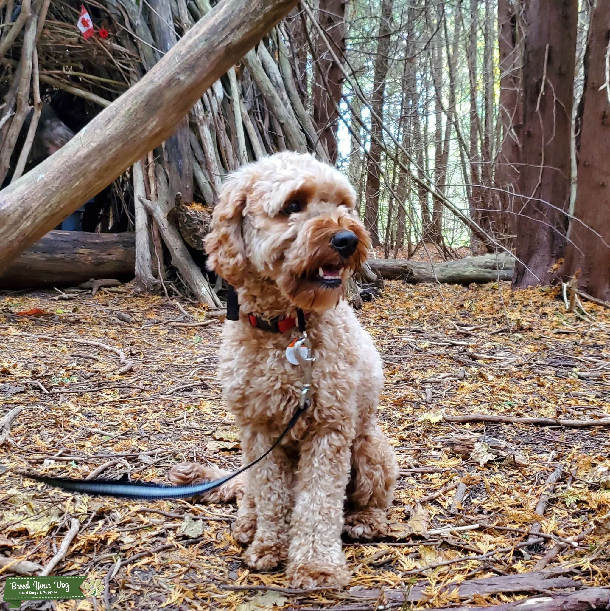 F1 Cockapoo - Stud Dog in Port Stanley, Ontario, Brazil | Breed Your Dog