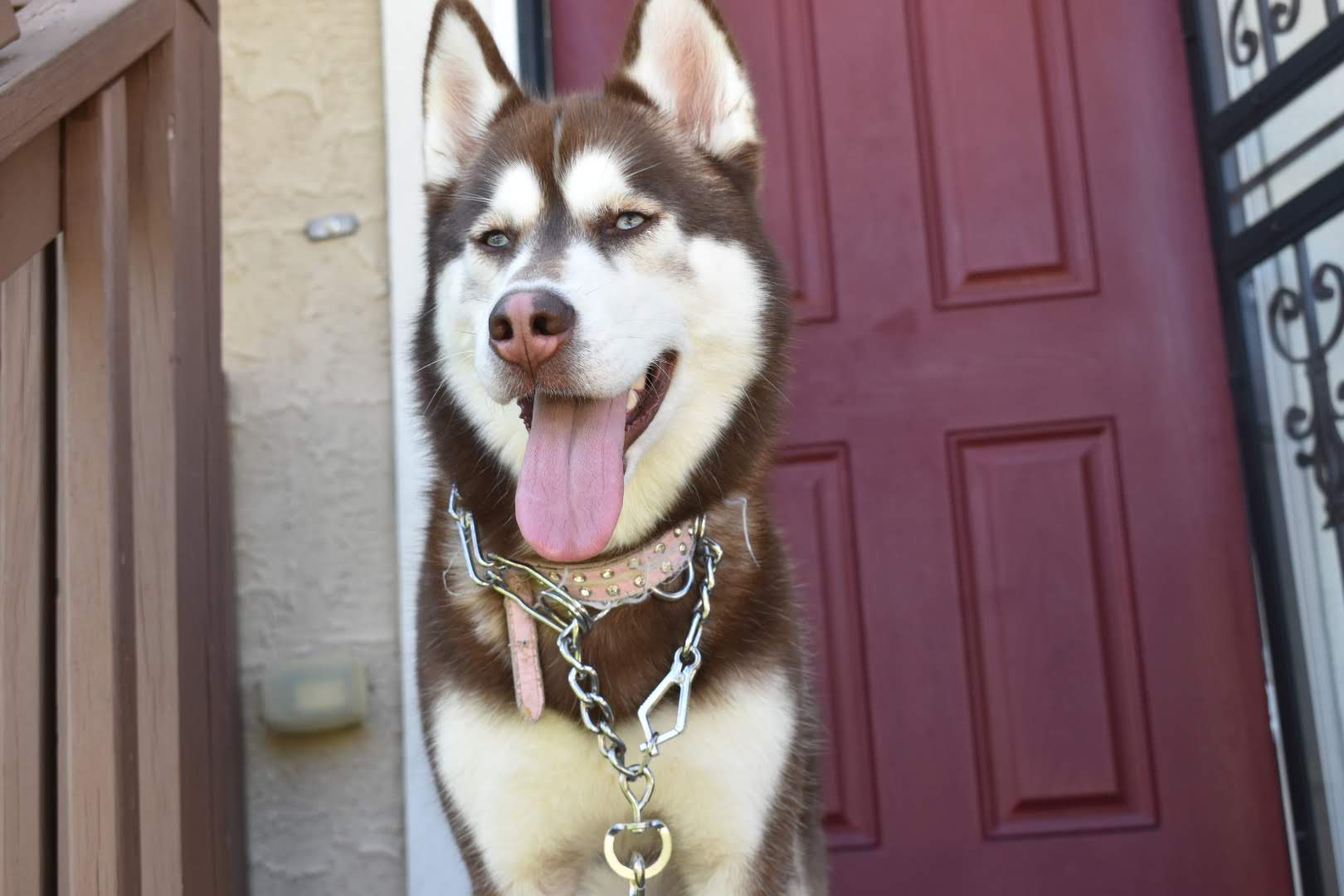 AKC Siberian Husky - Stud Dog in Georgia, United States | Breed Your Dog