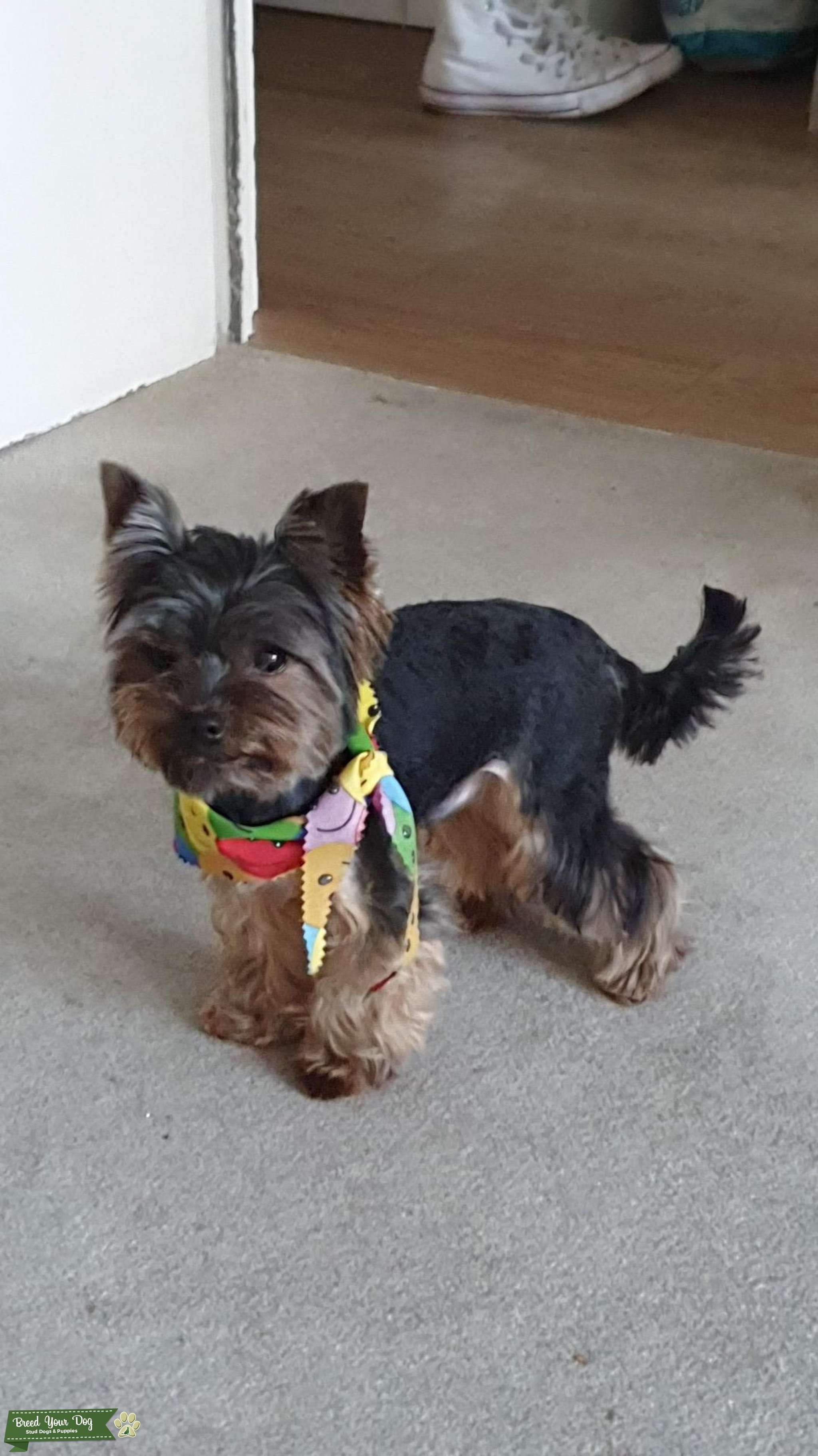 Yorkshire terrier STUD - Stud Dog London - Breed Your Dog