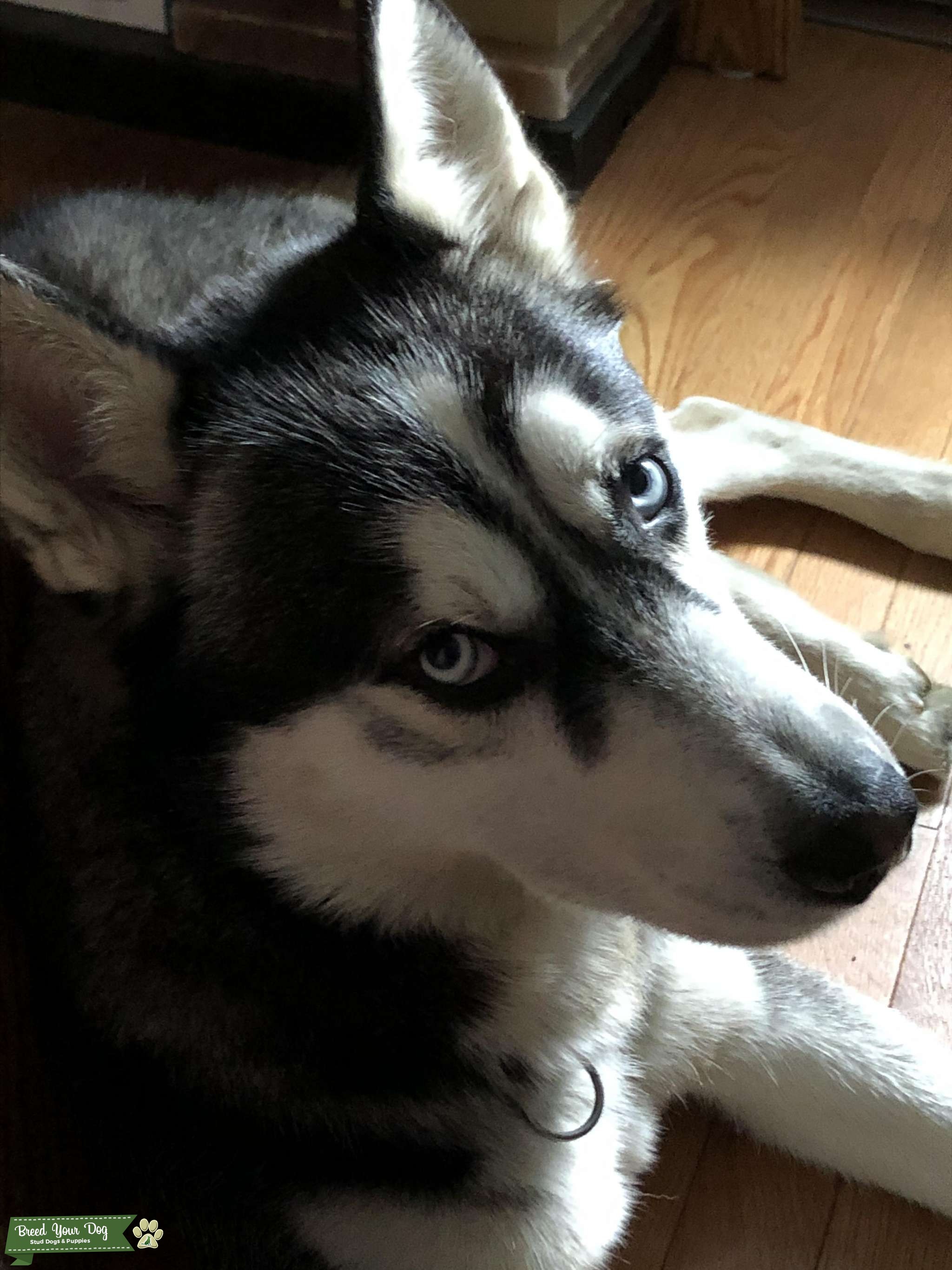 Siberian Husky Male - Stud Dog Vermont, United States - Breed Your Dog