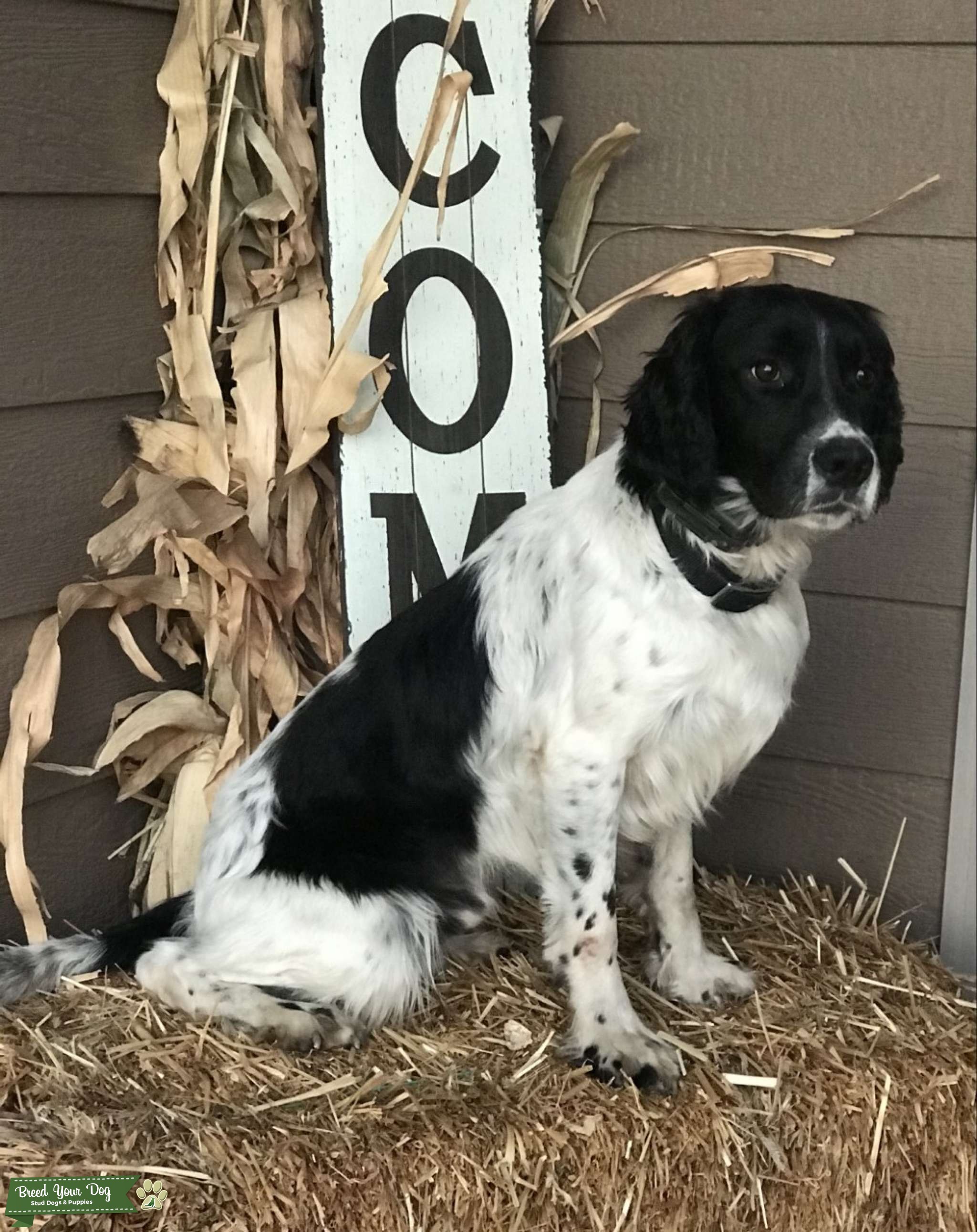 AKC - CKC - Certified - Black & White English Springer Spaniel - Stud ...