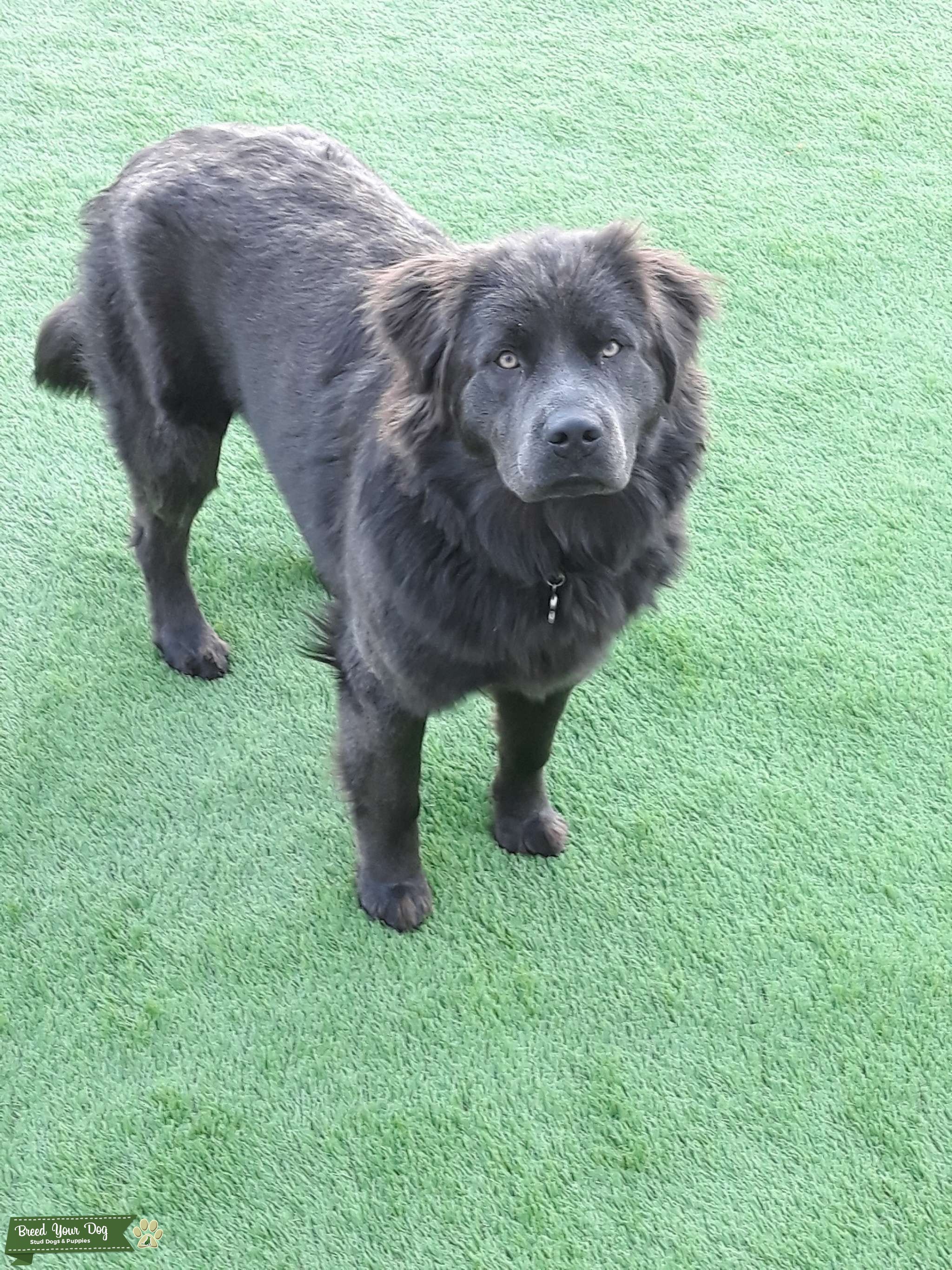 Grey Newfoundland, AKC - Stud Dog in MD, the United Kingdom | Breed ...