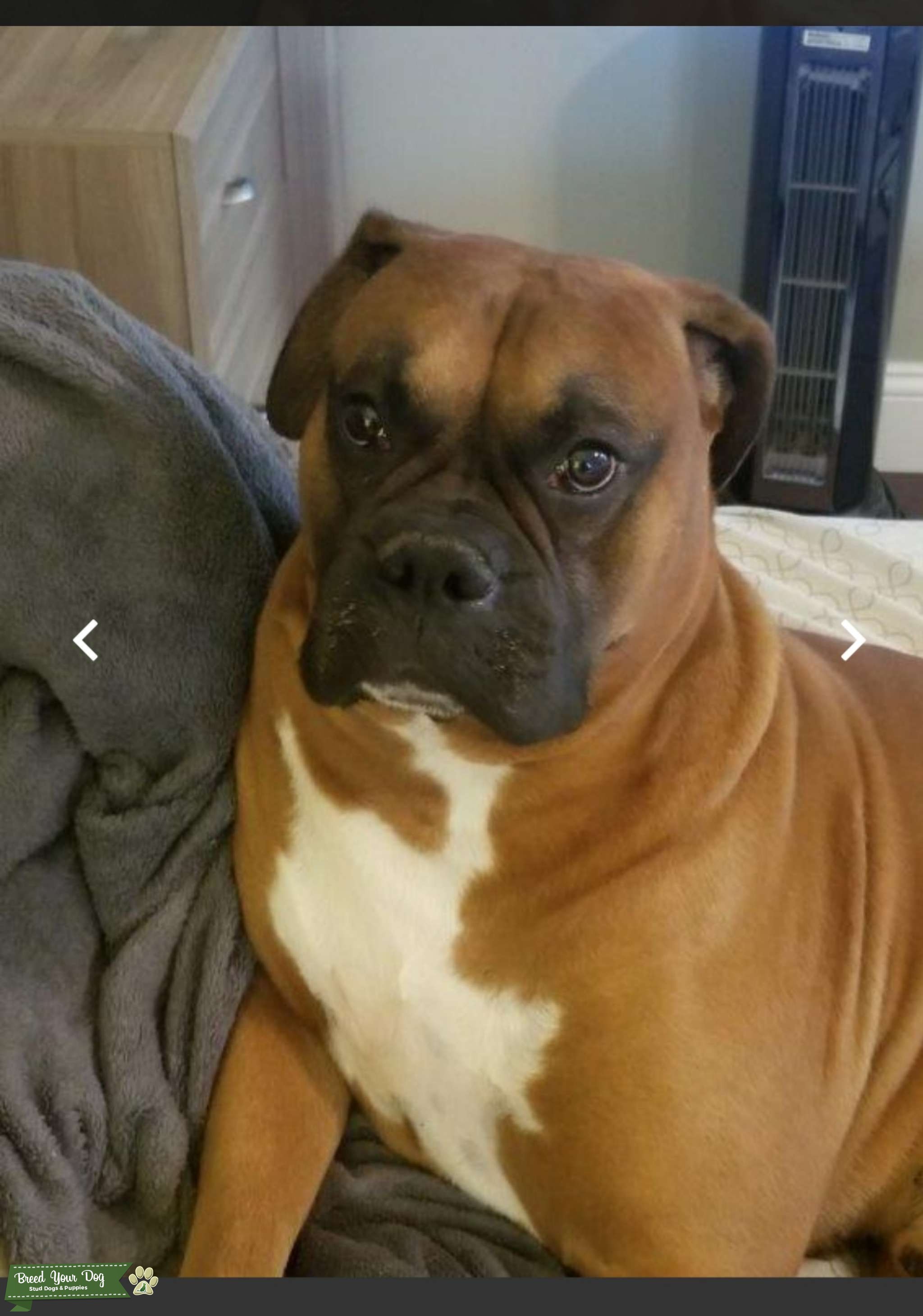 Akc pure breed boxer - Stud Dog New Jersey - Breed Your Dog