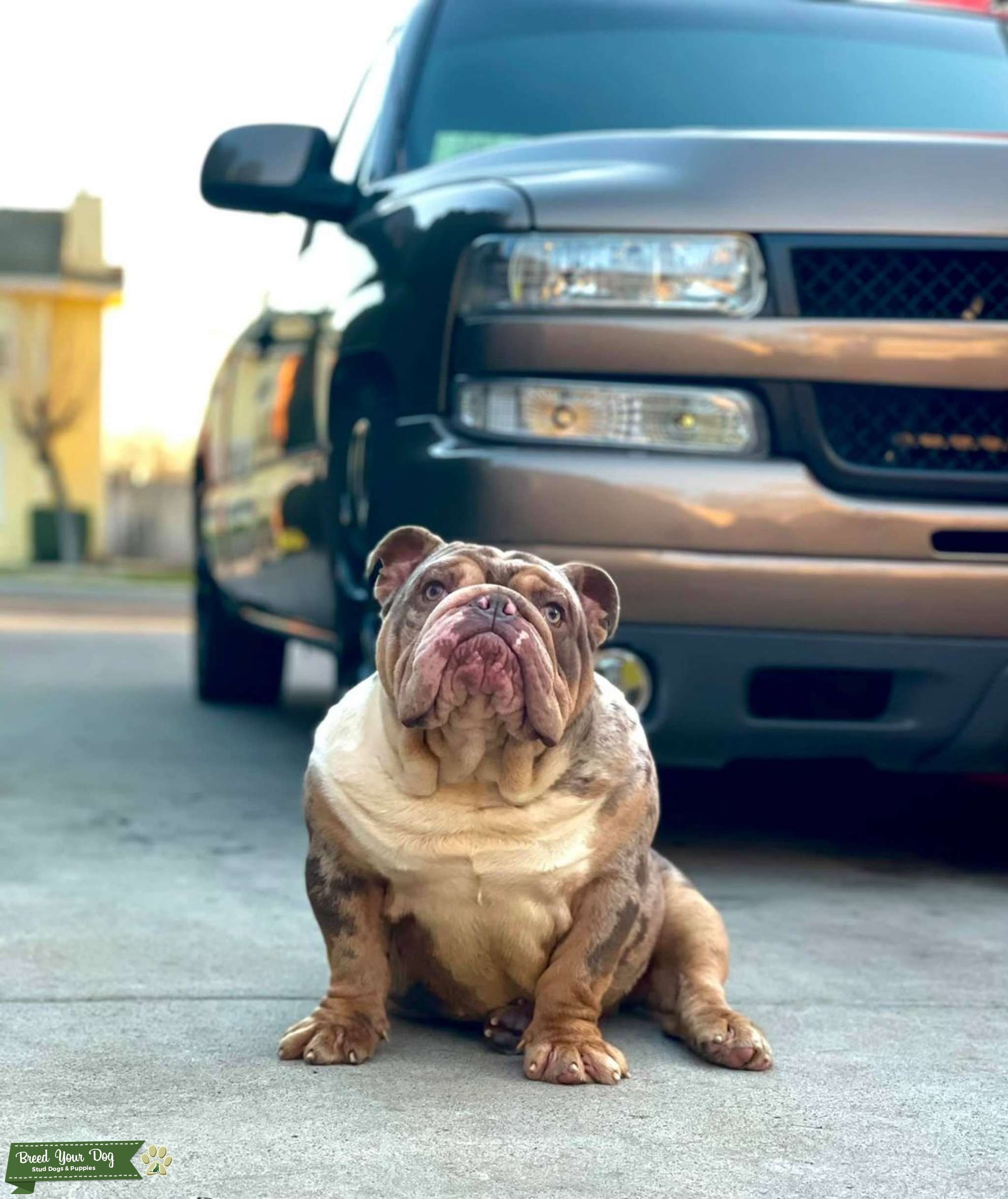 Lilac Tri Merle English Bulldog - Stud Dog Central Valley - Breed Your Dog