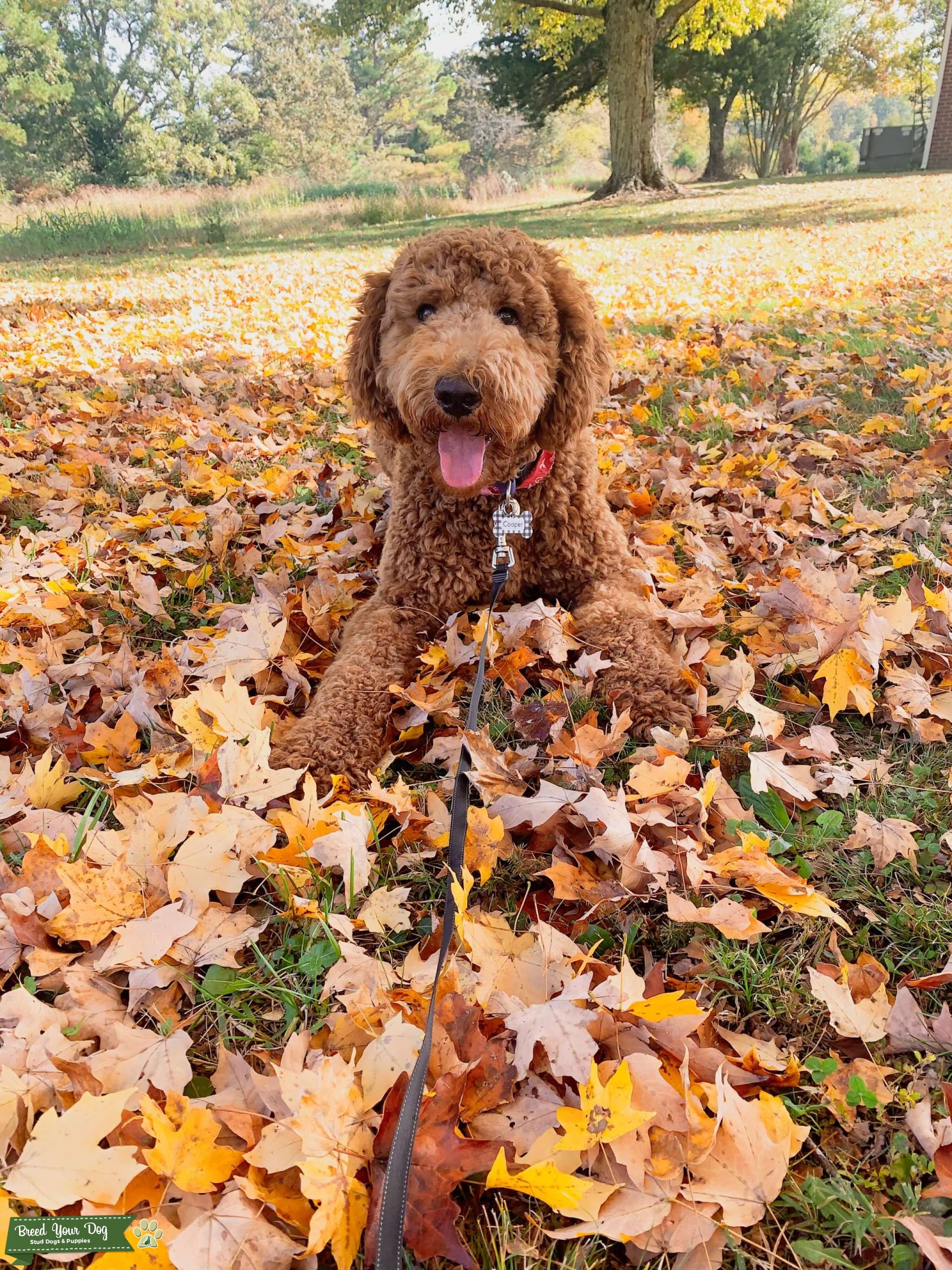 Red AKC Registered Standard Poodle - Stud Dog in Tennessee, the United ...