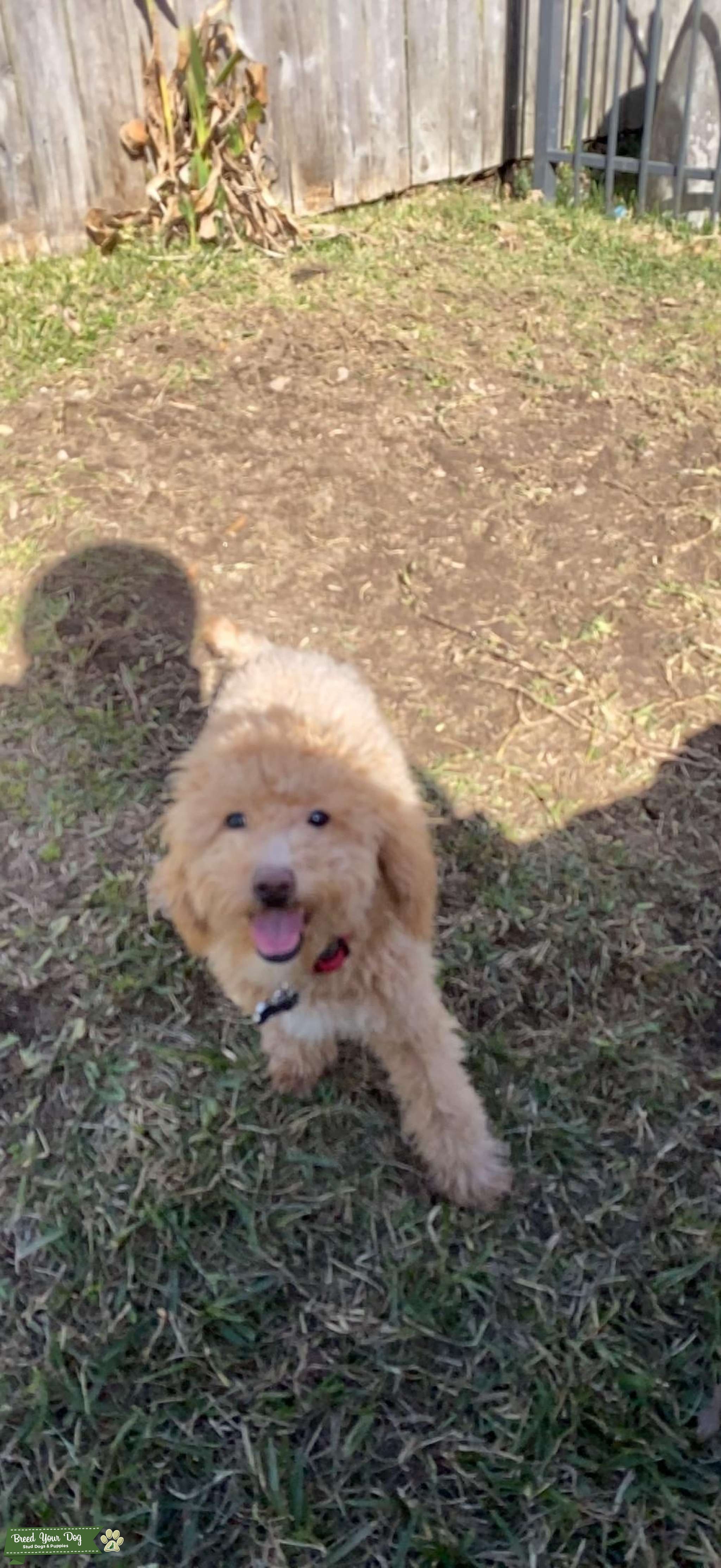 Mini poodle - Stud Dog in Texas, the United States | Breed Your Dog