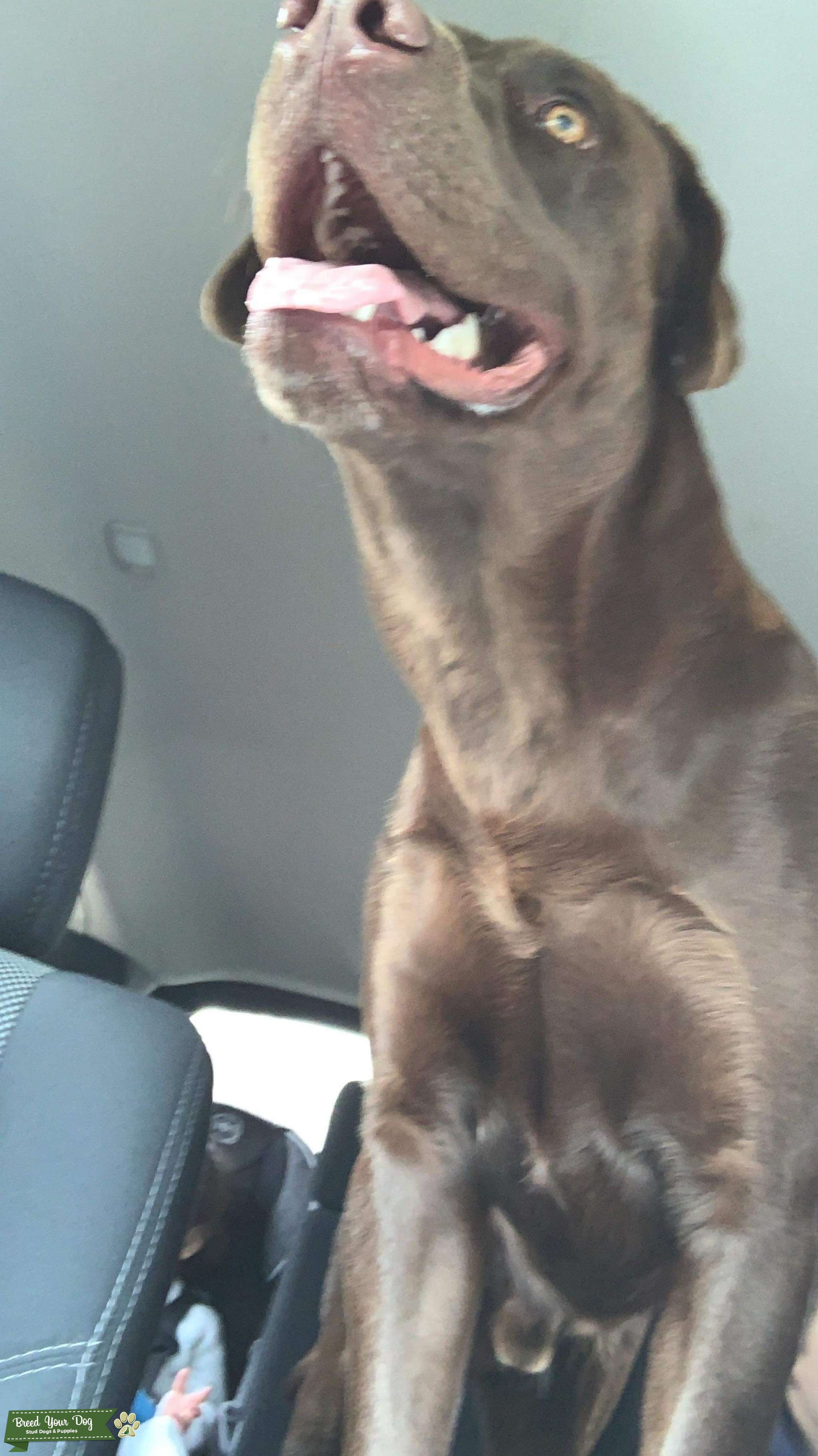 Chocolate Lab - Stud Dog in CA, the United States | Breed Your Dog