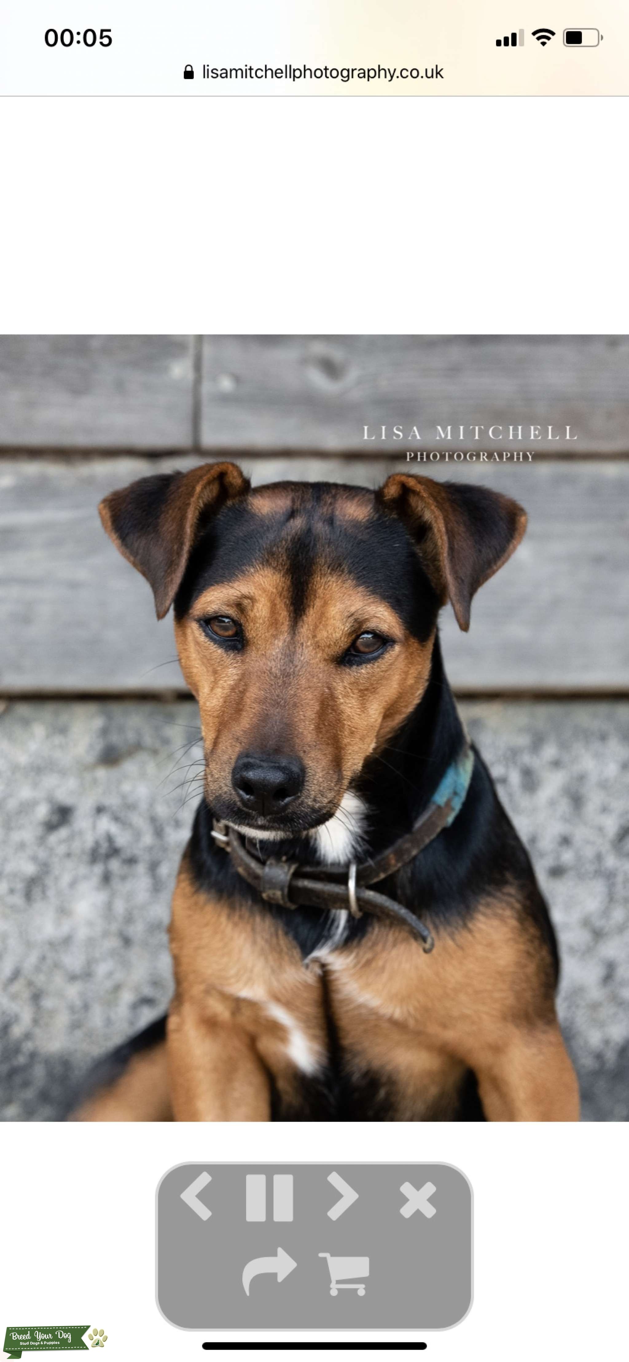 black and tan terrier - Stud Dog northamptonshire - Breed Your Dog