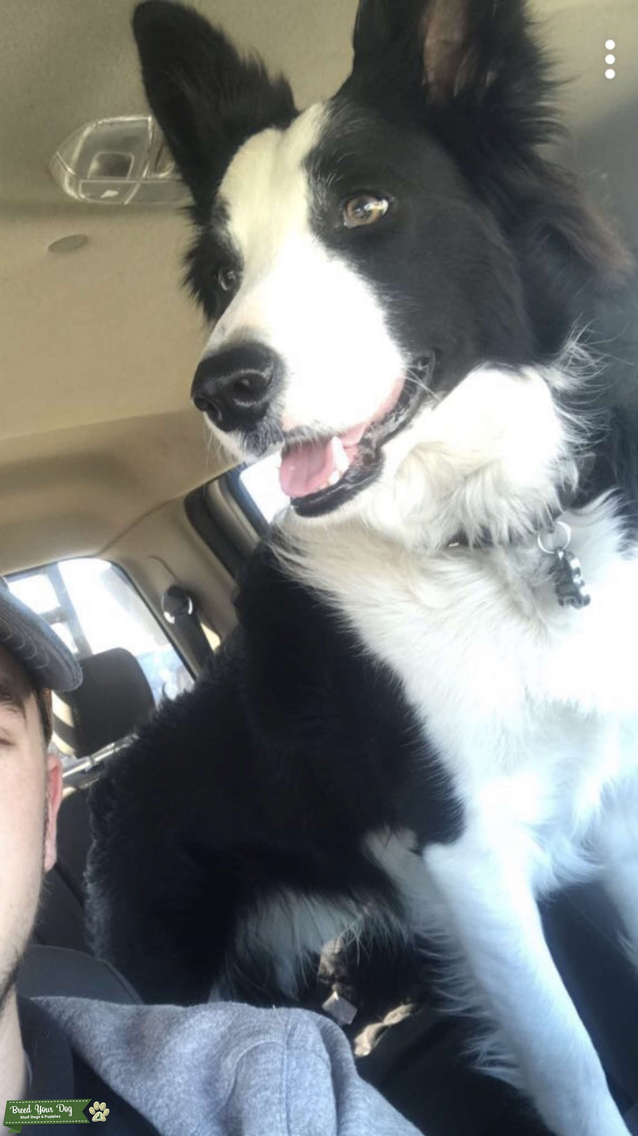 ABCA/ Border Collie - Stud Dog in Oklahoma, the United States | Breed ...