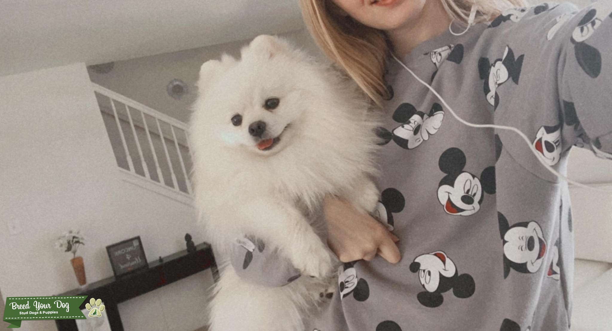 Pure Pomeranian - Stud Dog in Military base in NJ, United States ...