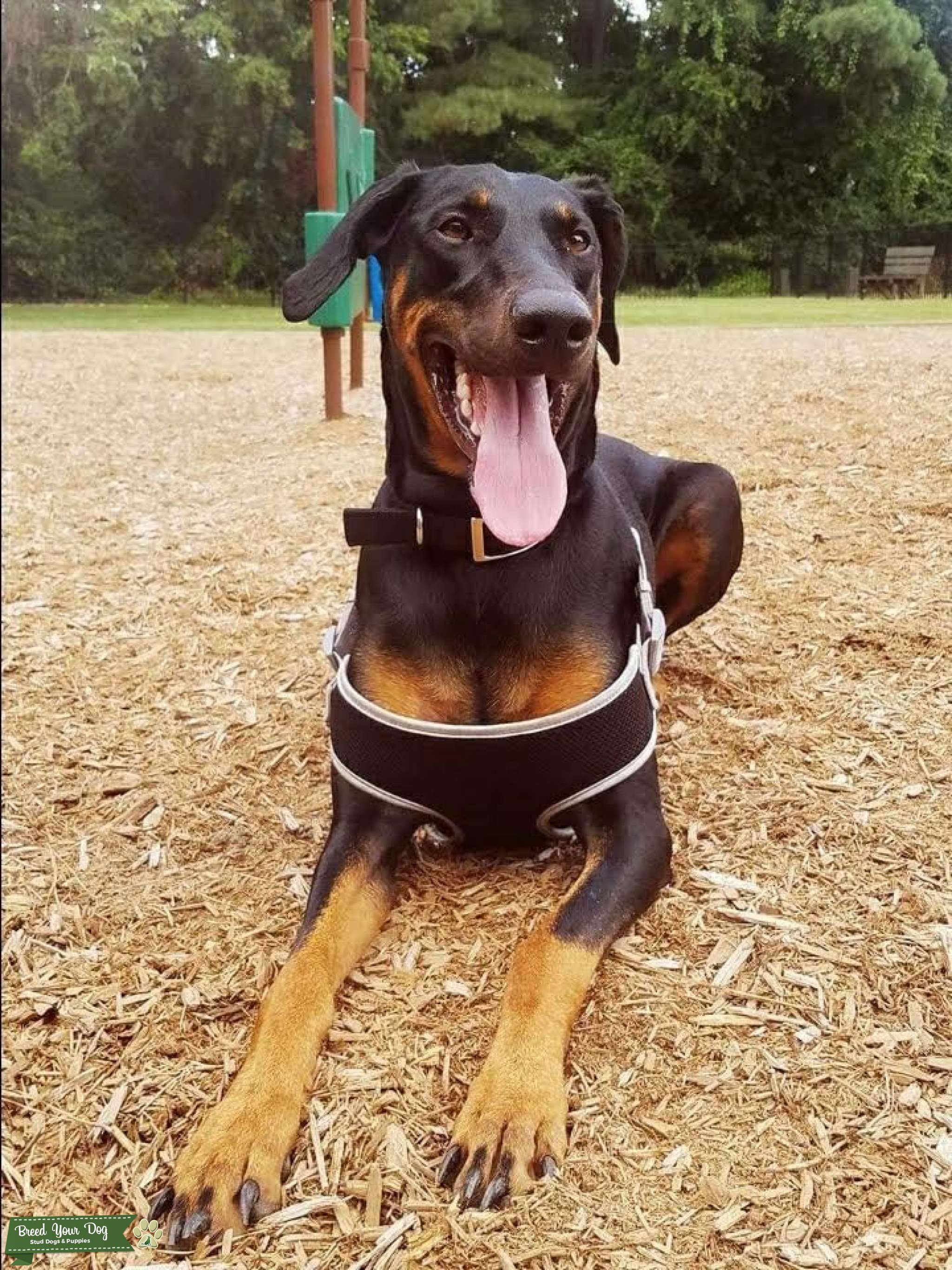 Doberman female ATHENA - Stud Dog in Virginia, the United States ...
