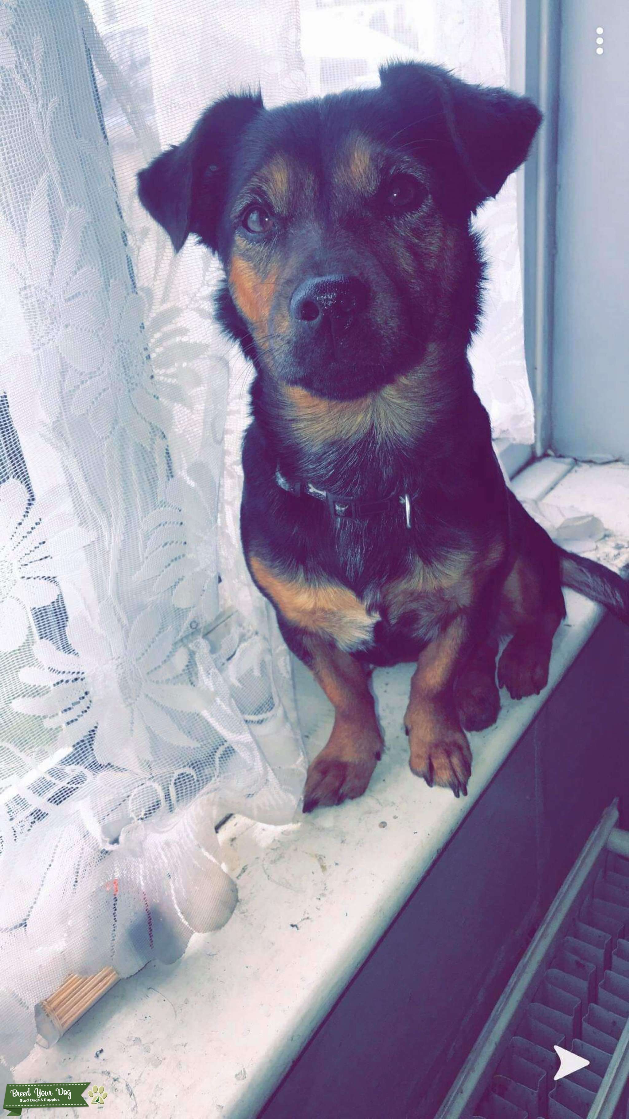 Black and tan jack russell/patterjack terrier - Stud Dog in Bristol ...