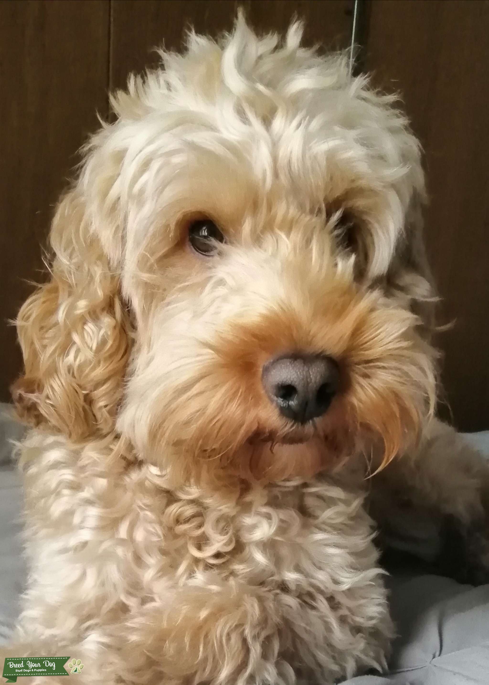 Cockapoo for stud - Stud Dog Liverpool - Breed Your Dog