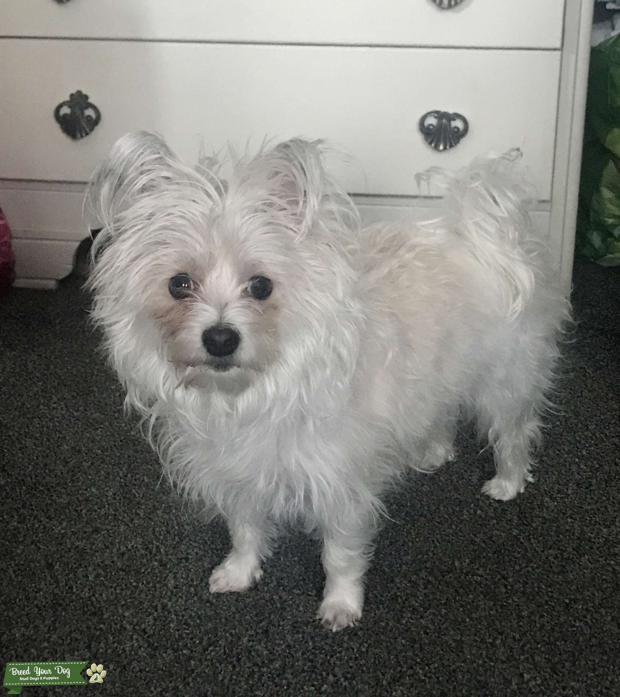 Malchi stud wanted - Stud Dog in south yorkshire, United States | Breed ...