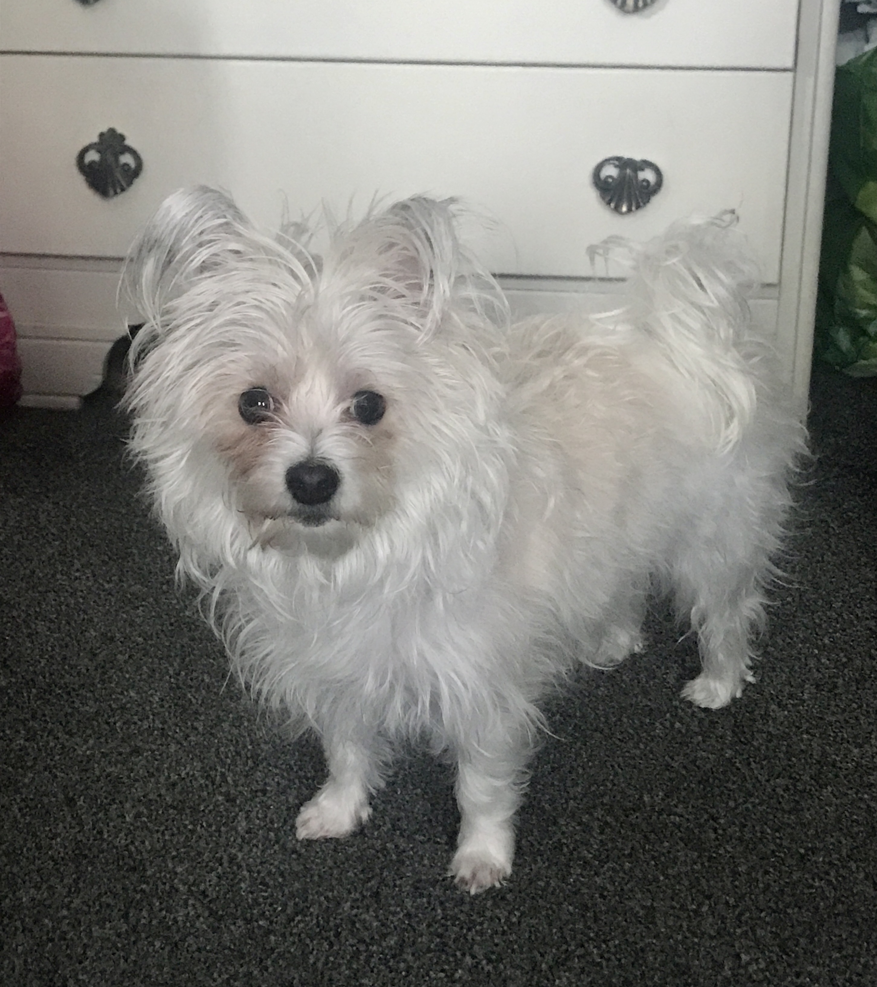 Malchi stud wanted - Stud Dog in south yorkshire, United Kingdom ...