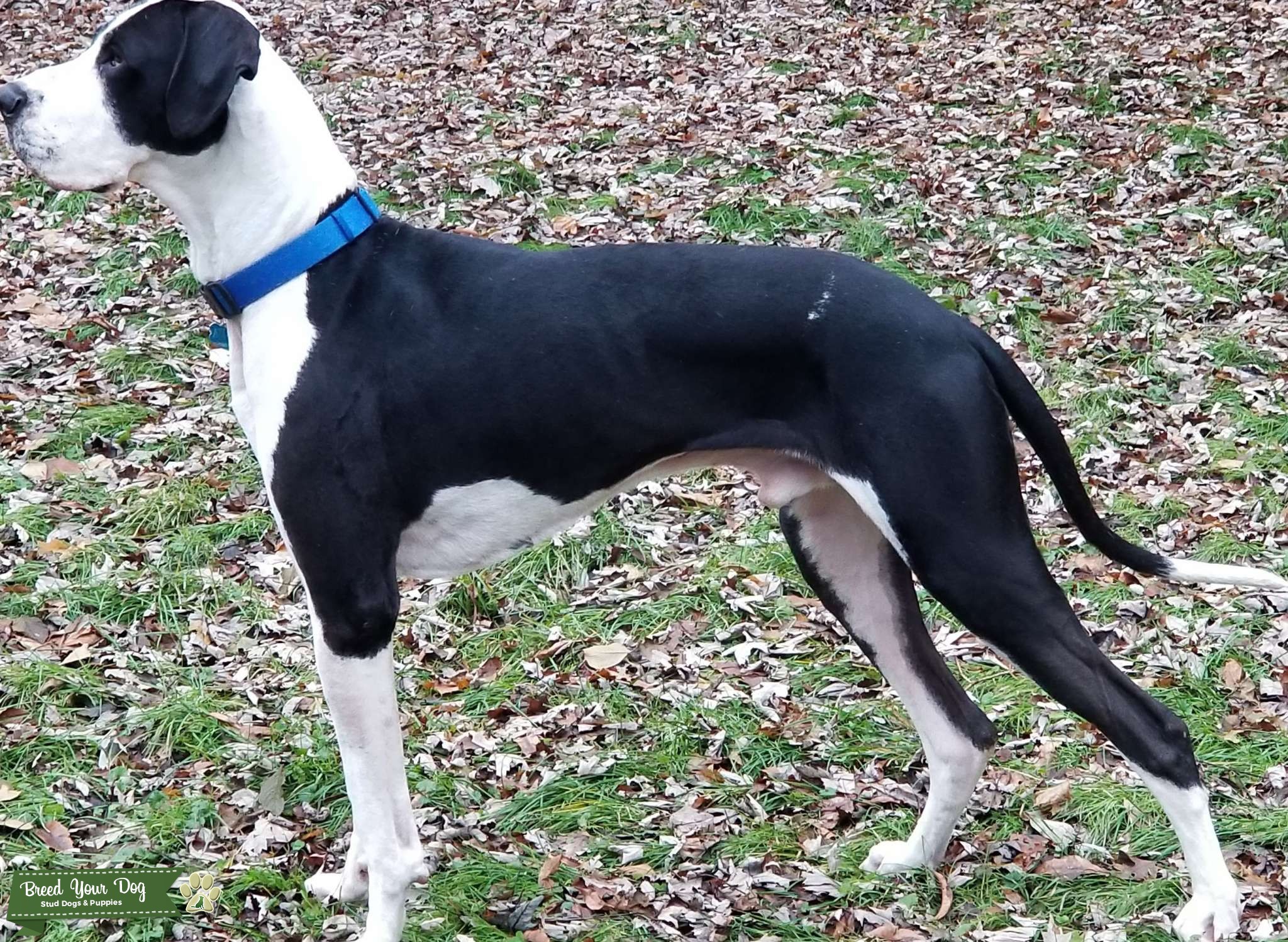 Looking to breed with a full blooded Dane - Stud Dog in PA, the United ...