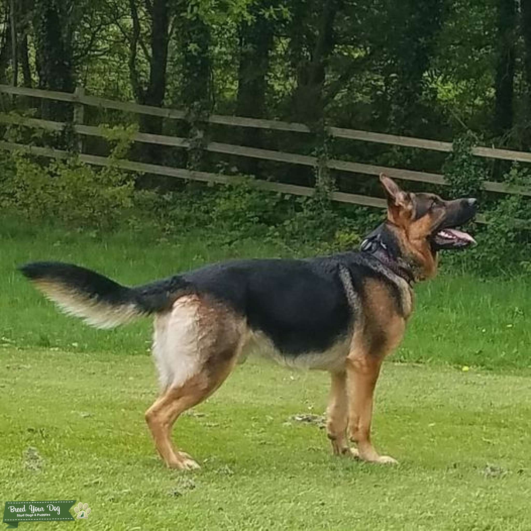 German Shepard stud - Stud Dog in Worcestershire, the United States ...