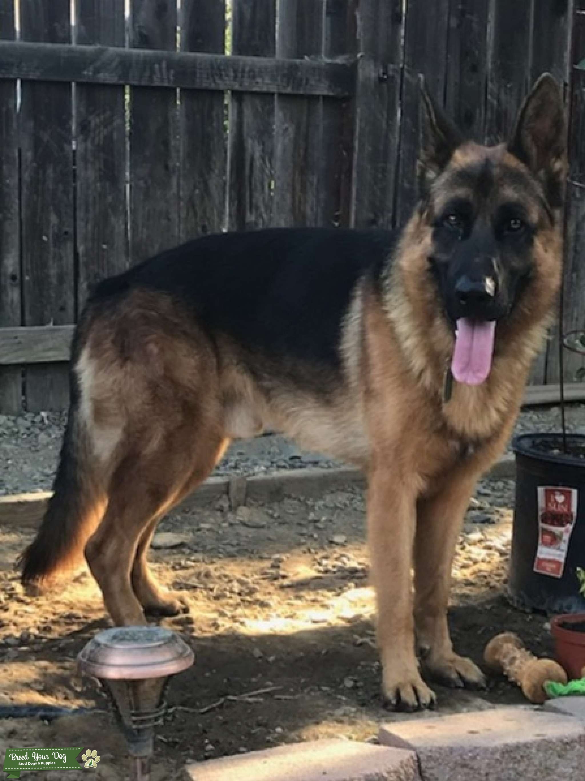 AKC Registered German Shepherd - Stud Dog in Northern California, the ...