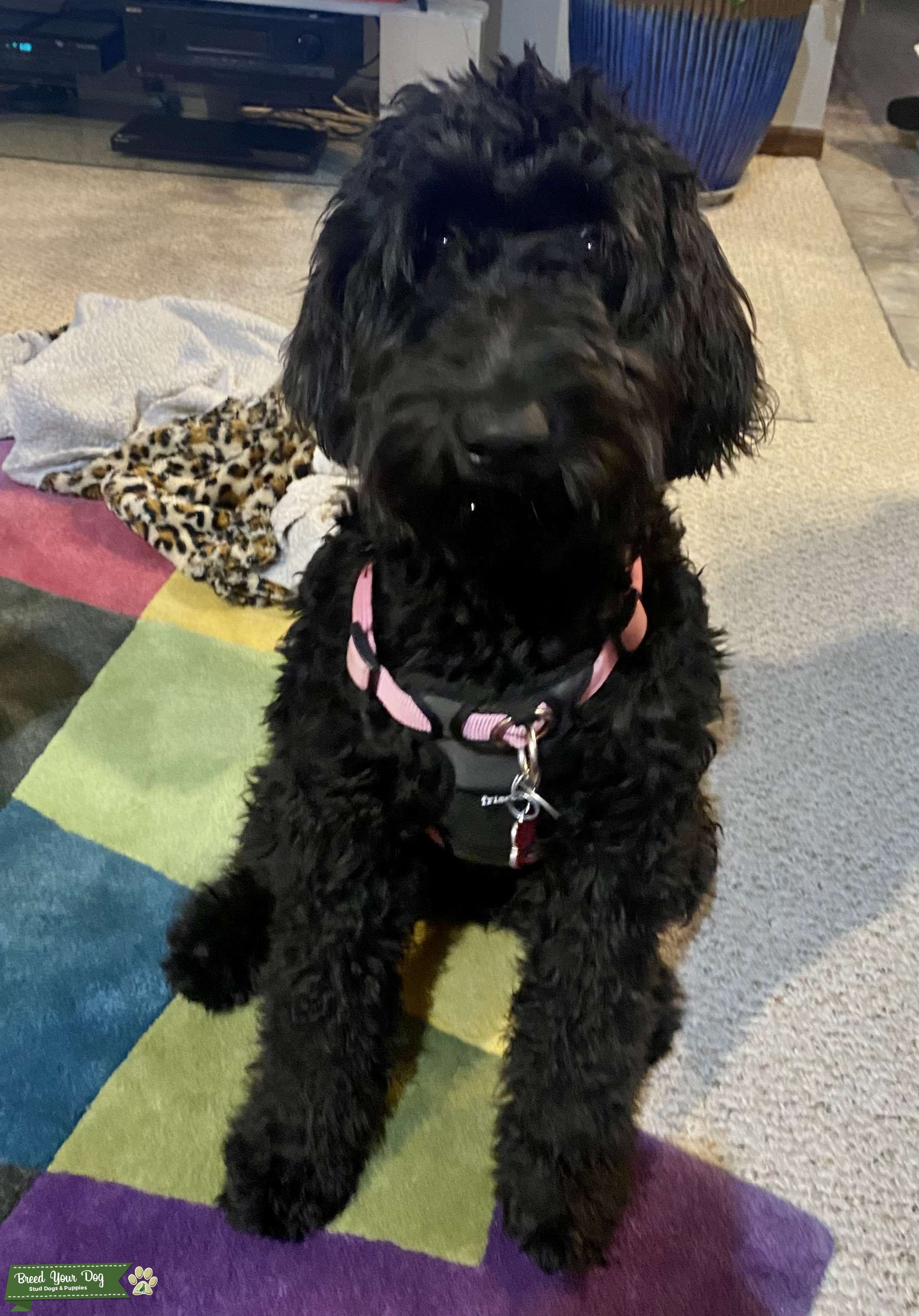 Beautiful Black labradoodle - Stud Dog in Ohio, the United States ...