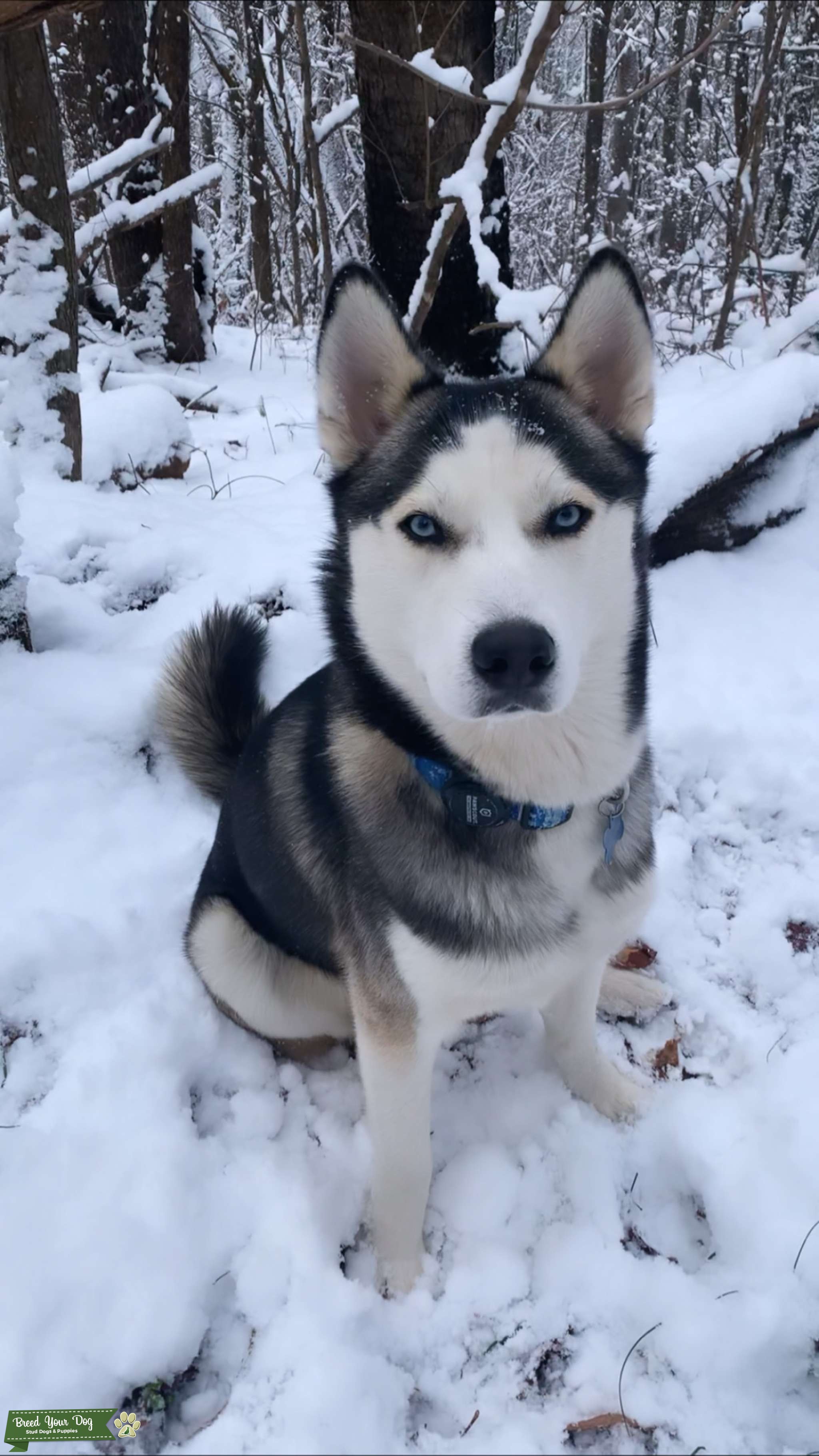 Stunningly Beautiful Siberian Husky Stud - Stud Dog in North Carolina ...