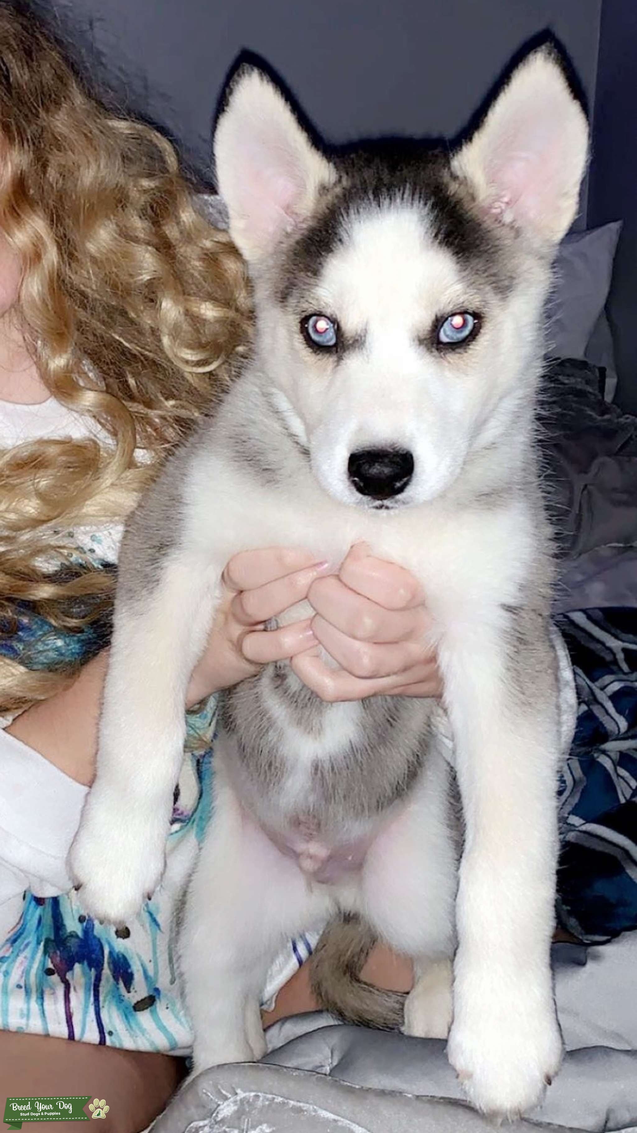 Stunningly Beautiful Siberian Husky Stud - Stud Dog in North Carolina ...
